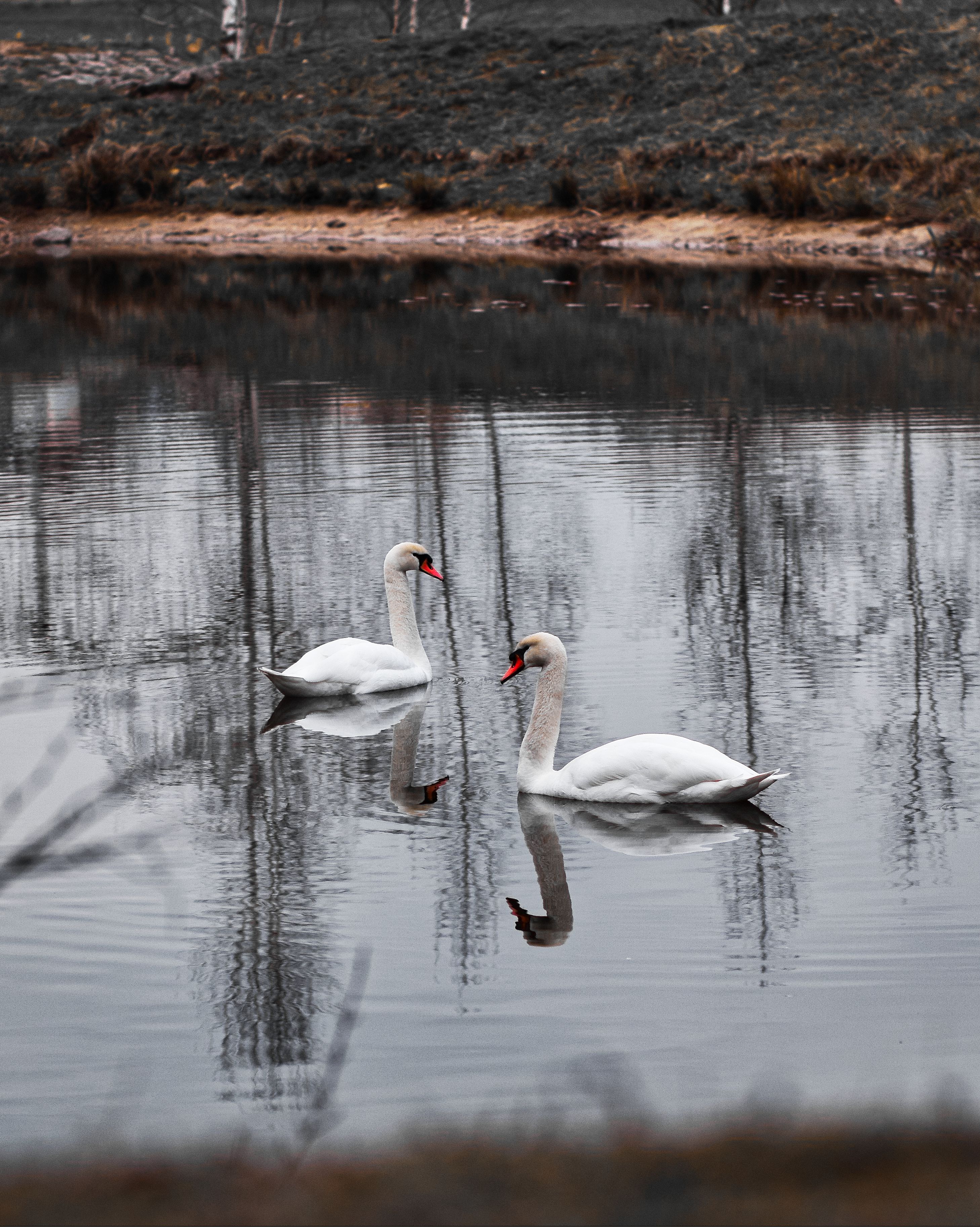 1 000 Best Swans Photos 100 Free Download Pexels Stock Photos