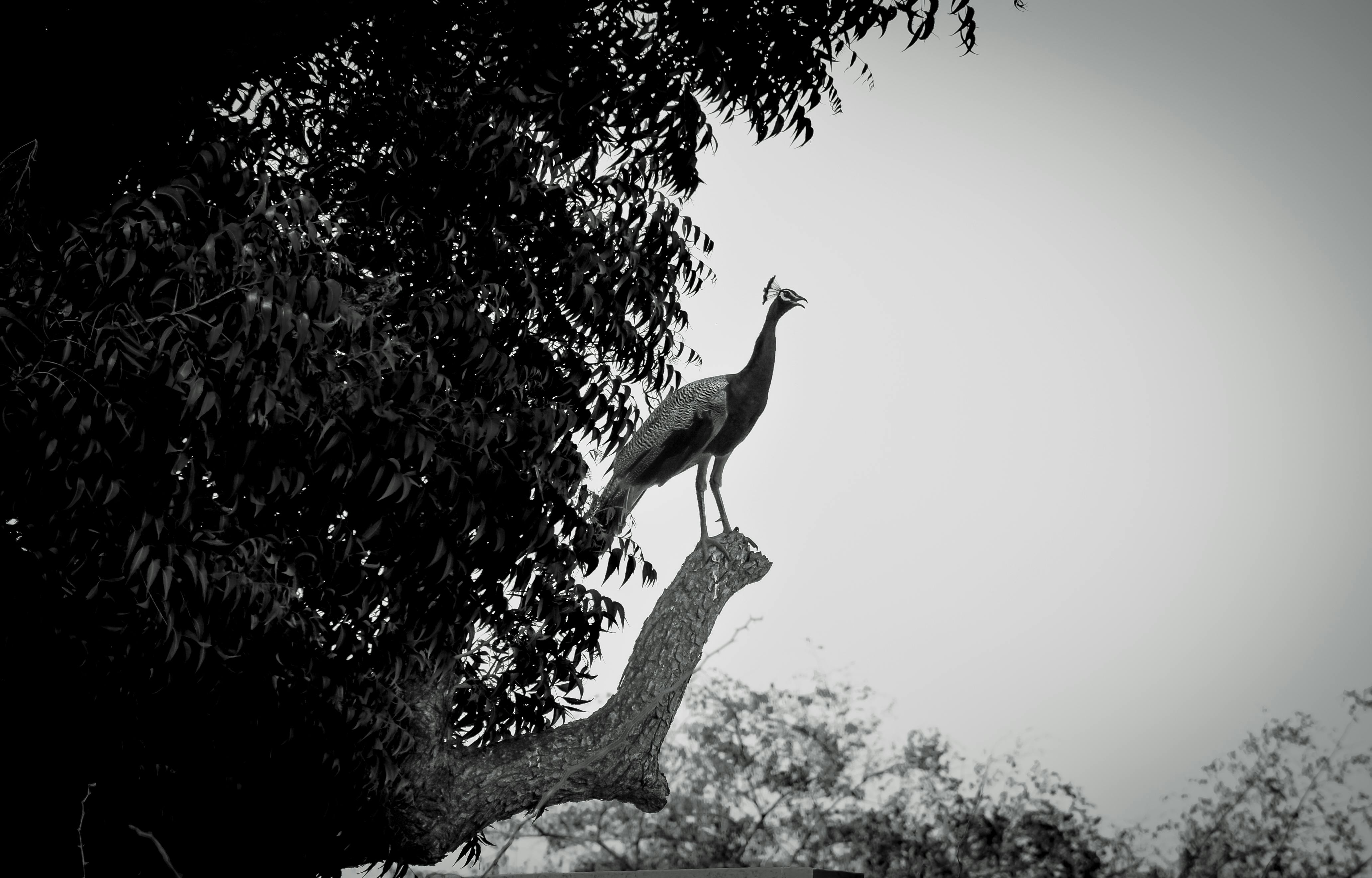 Dee Tandel - Photographie