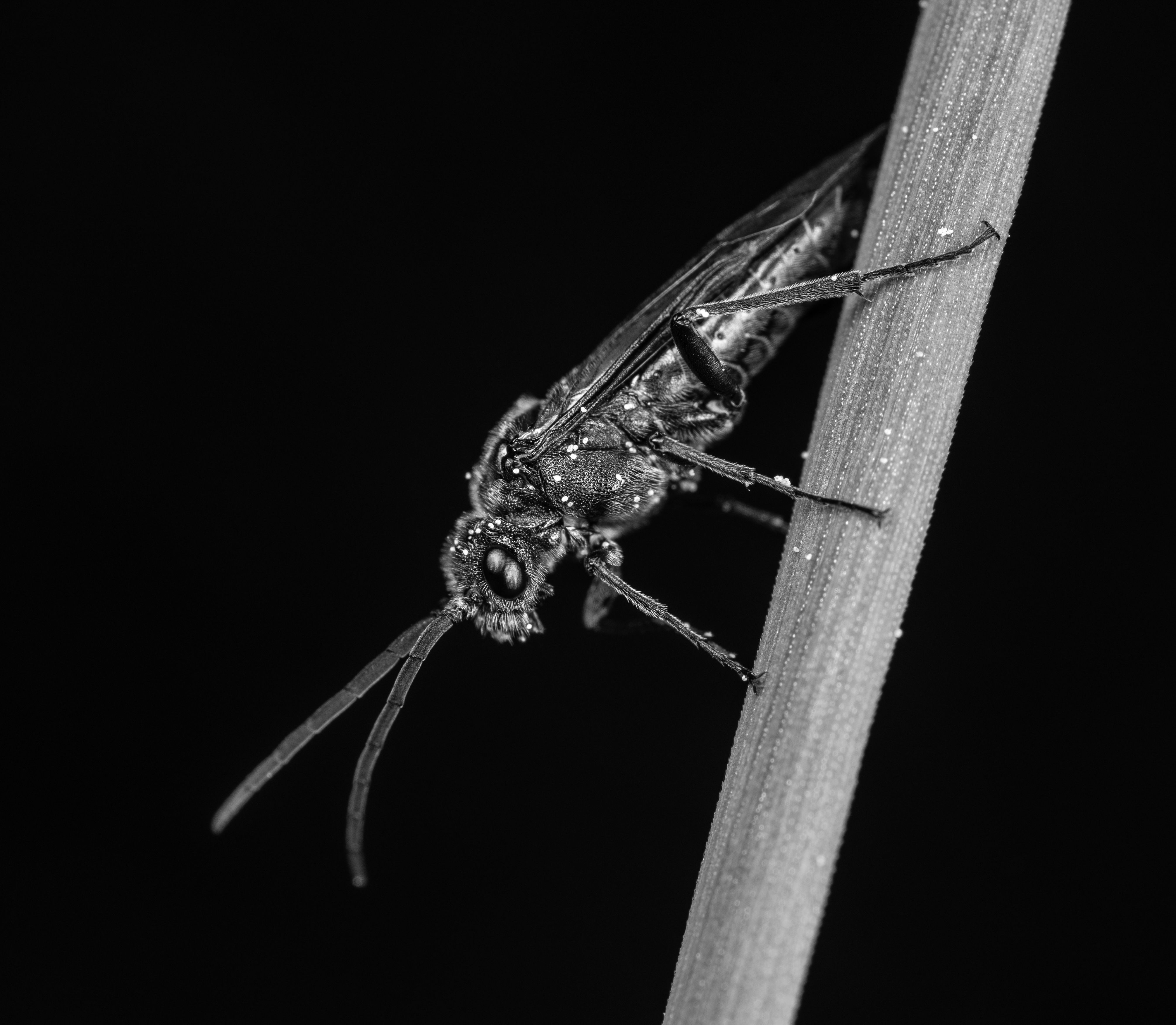 Sawflies Photos, Download Free Sawflies Stock Photos & HD Images