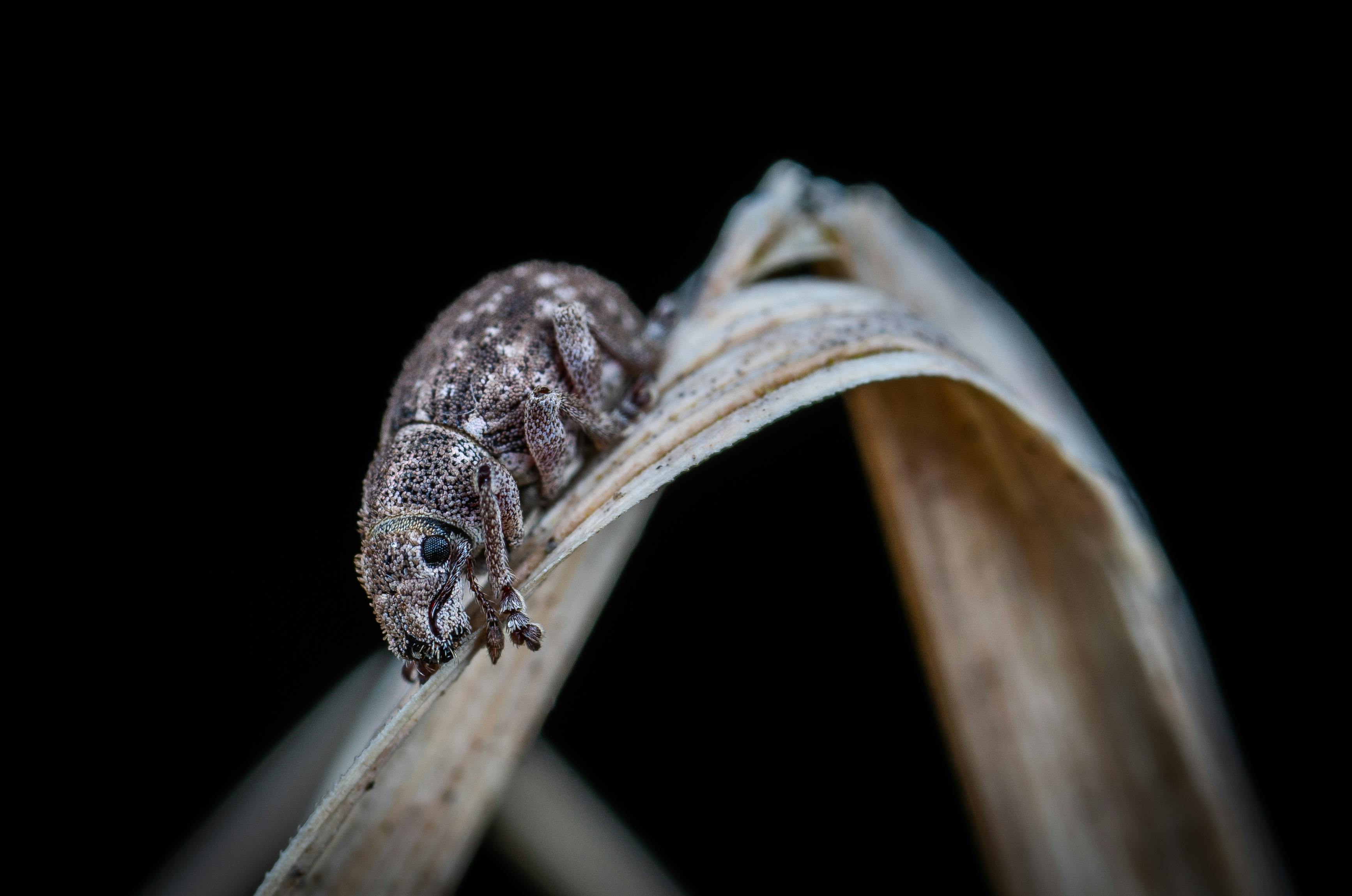 Bended Leaf Photos, Download The BEST Free Bended Leaf Stock Photos ...