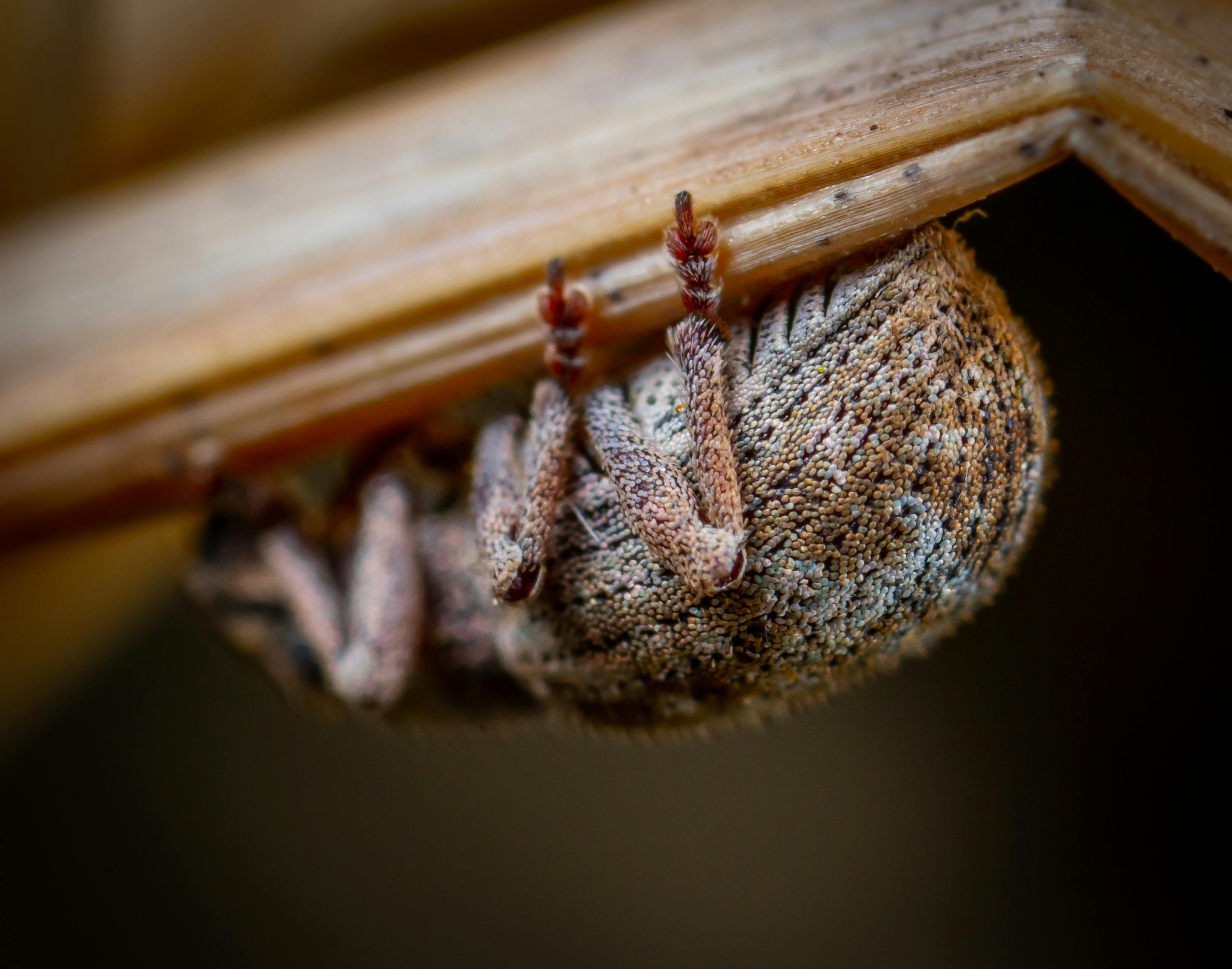 Large Spider in Close Up · Free Stock Photo