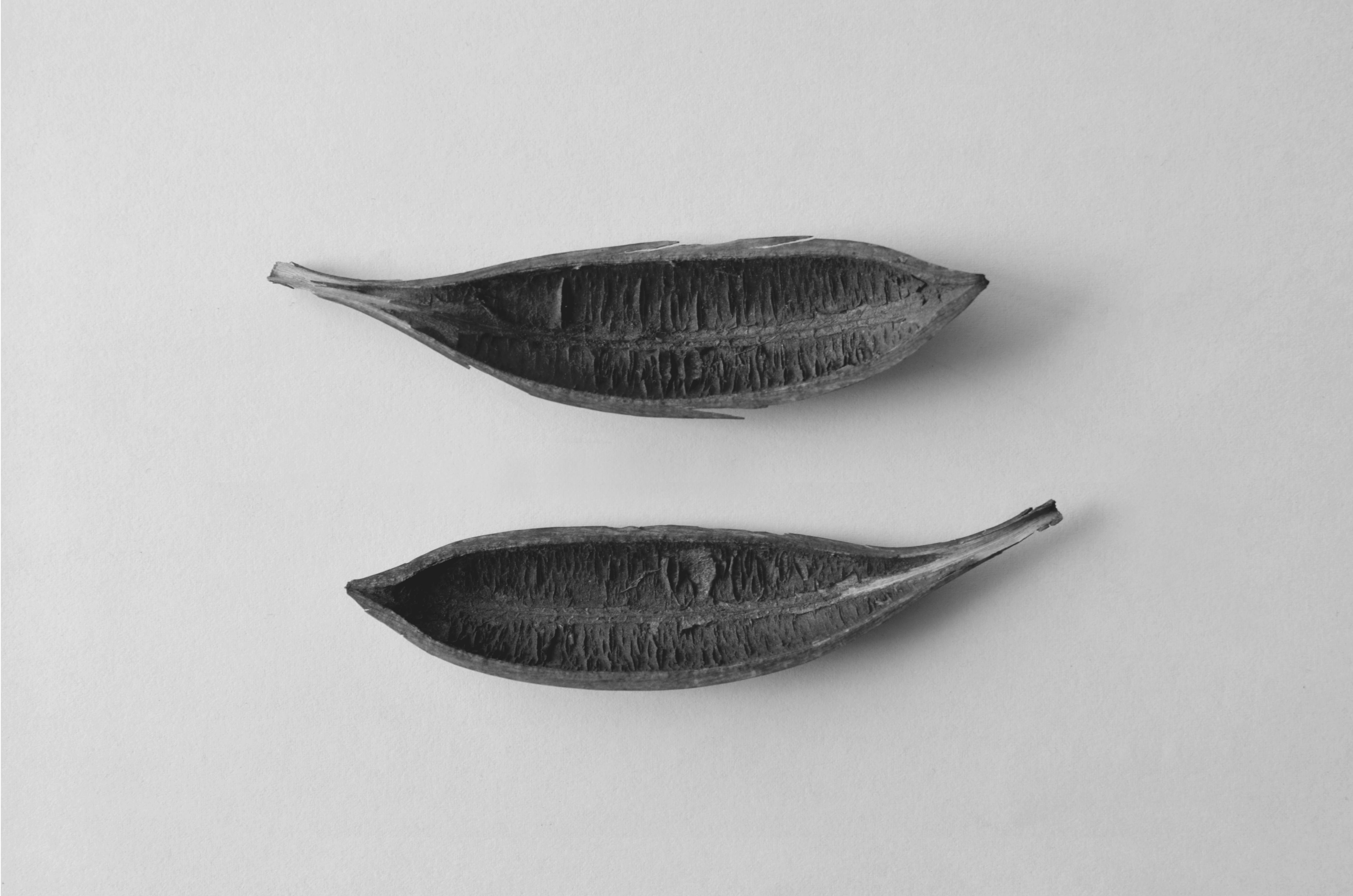 Black Shells Photos, Download The BEST Free Black Shells Stock Photos ...