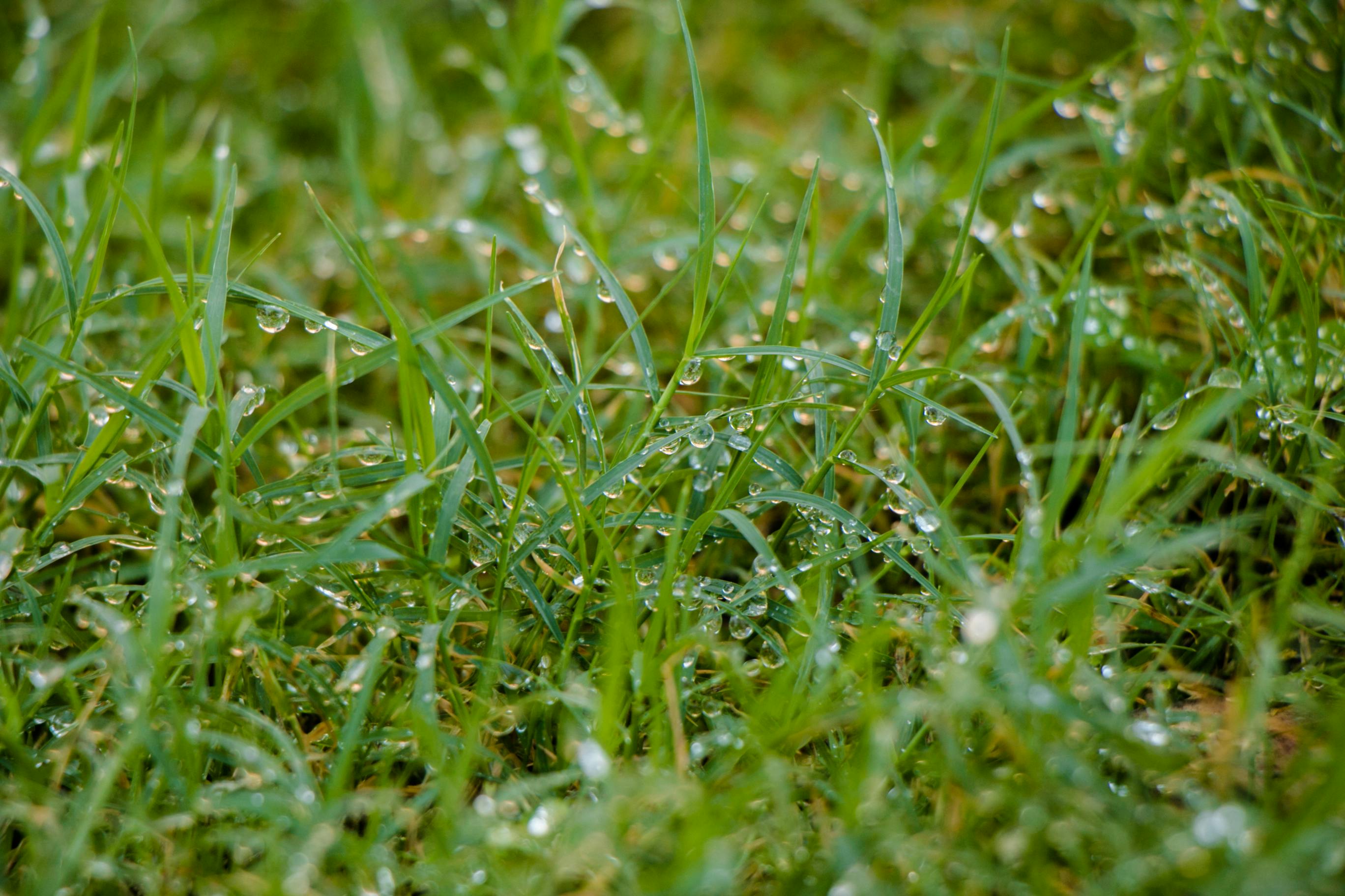 Free stock photo of dewdrop, dewdrops, dewdrops on grass