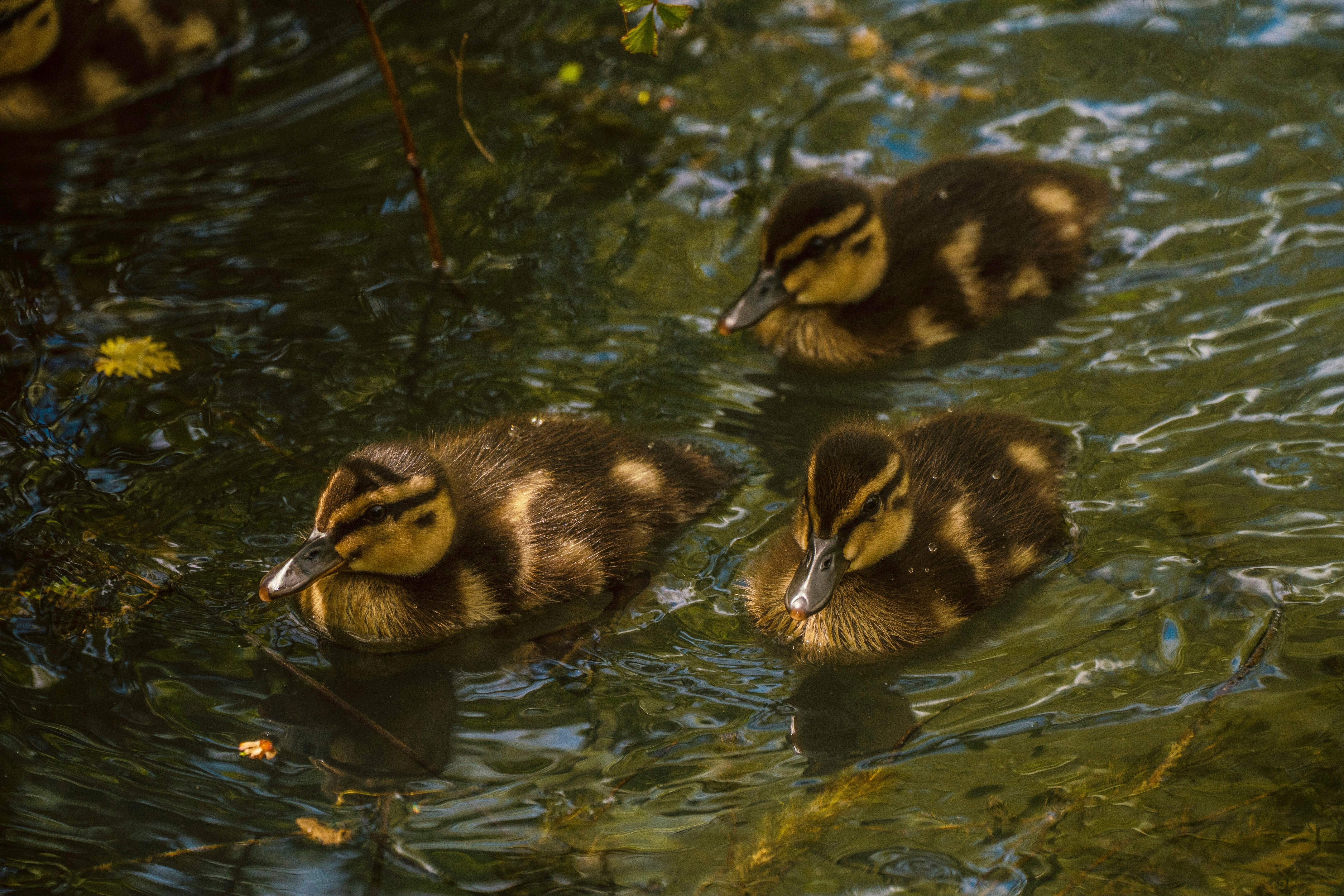 Rouen Ducklings on Water · Free Stock Photo