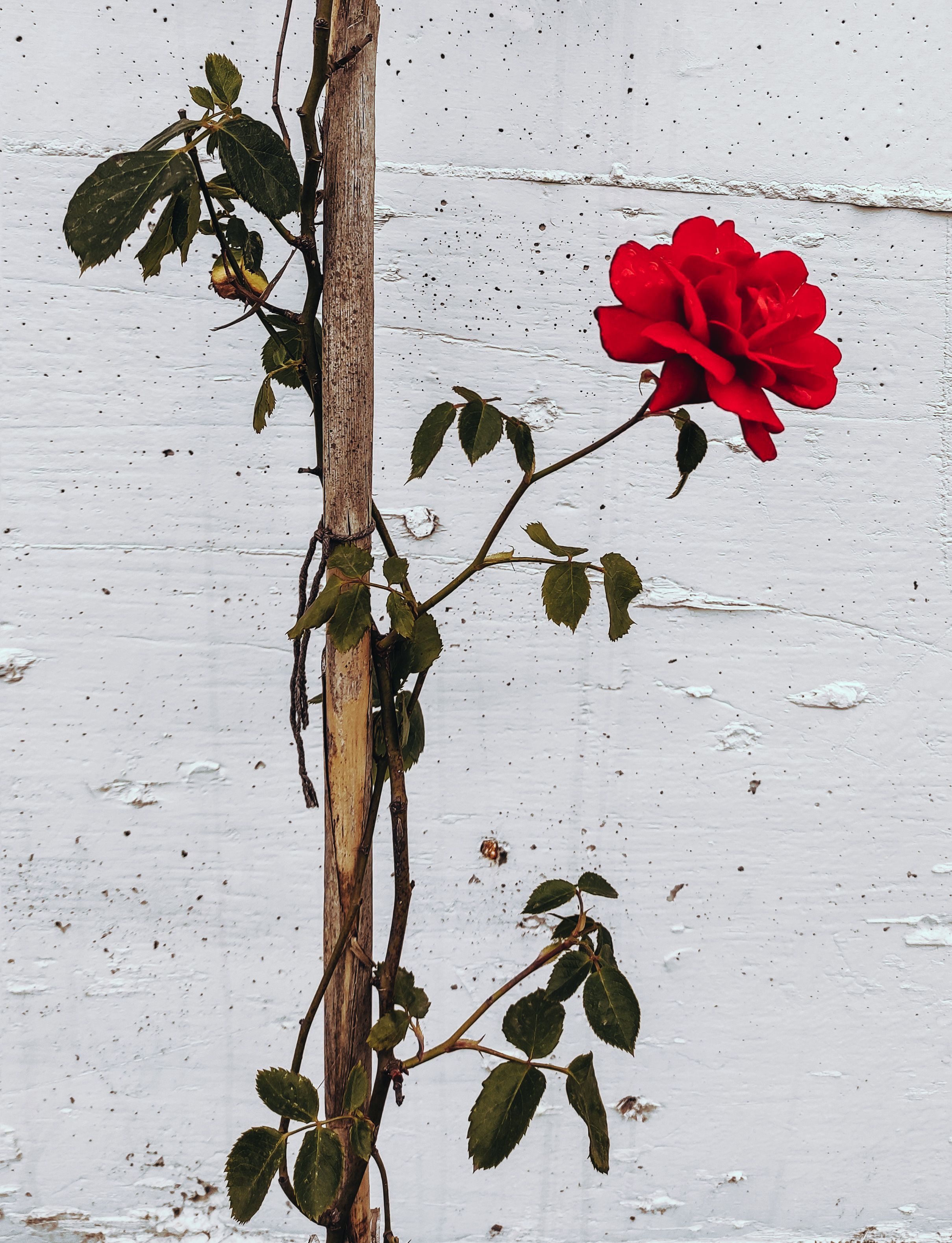 Shadow of a Flower on a White Wall · Free Stock Photo