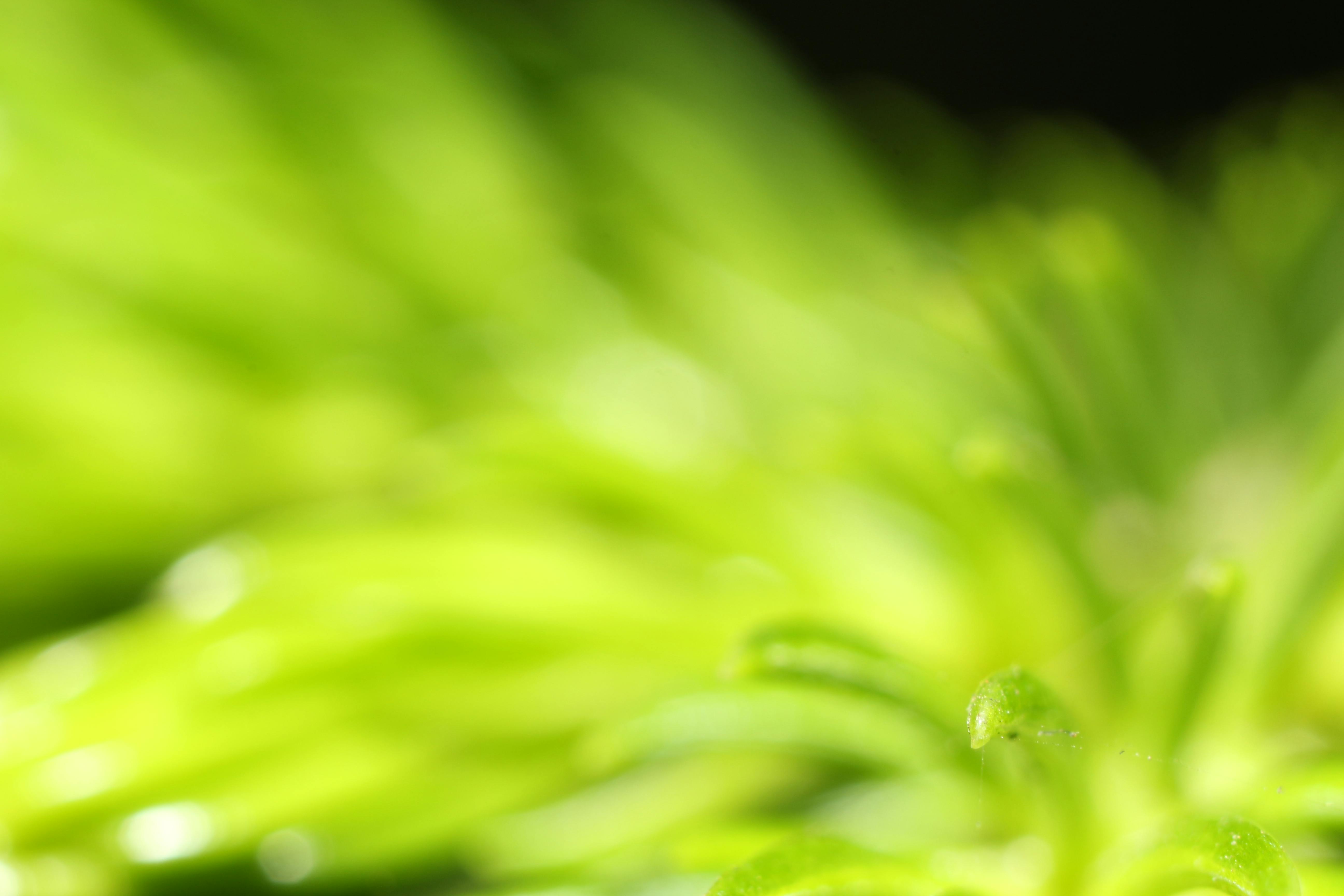 Free stock photo of background, bio, biology