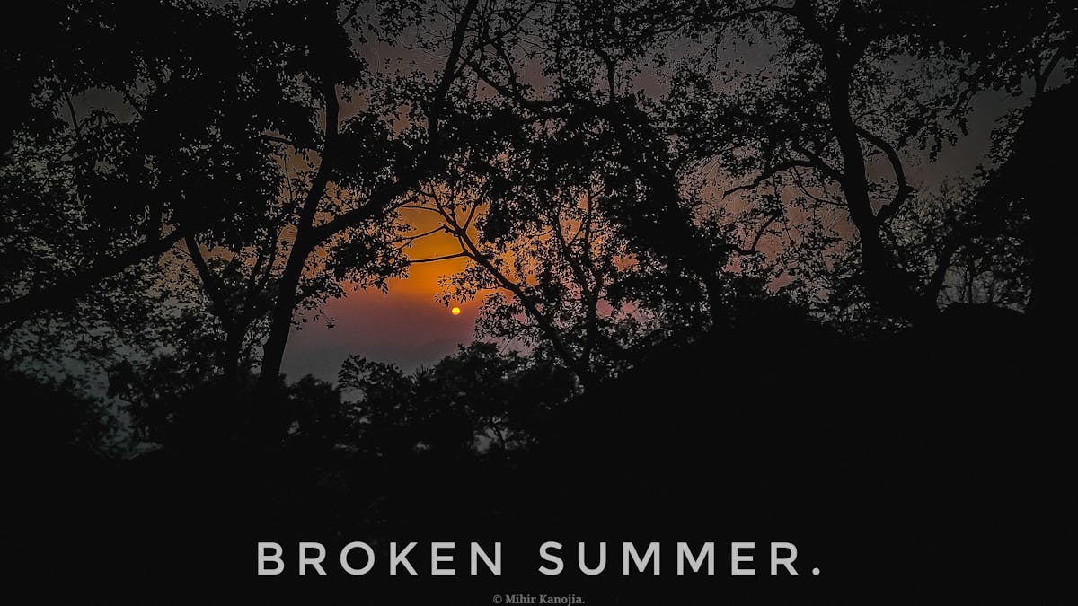 Tout savoir sur l'acacia en bois de chauffage : avantages...