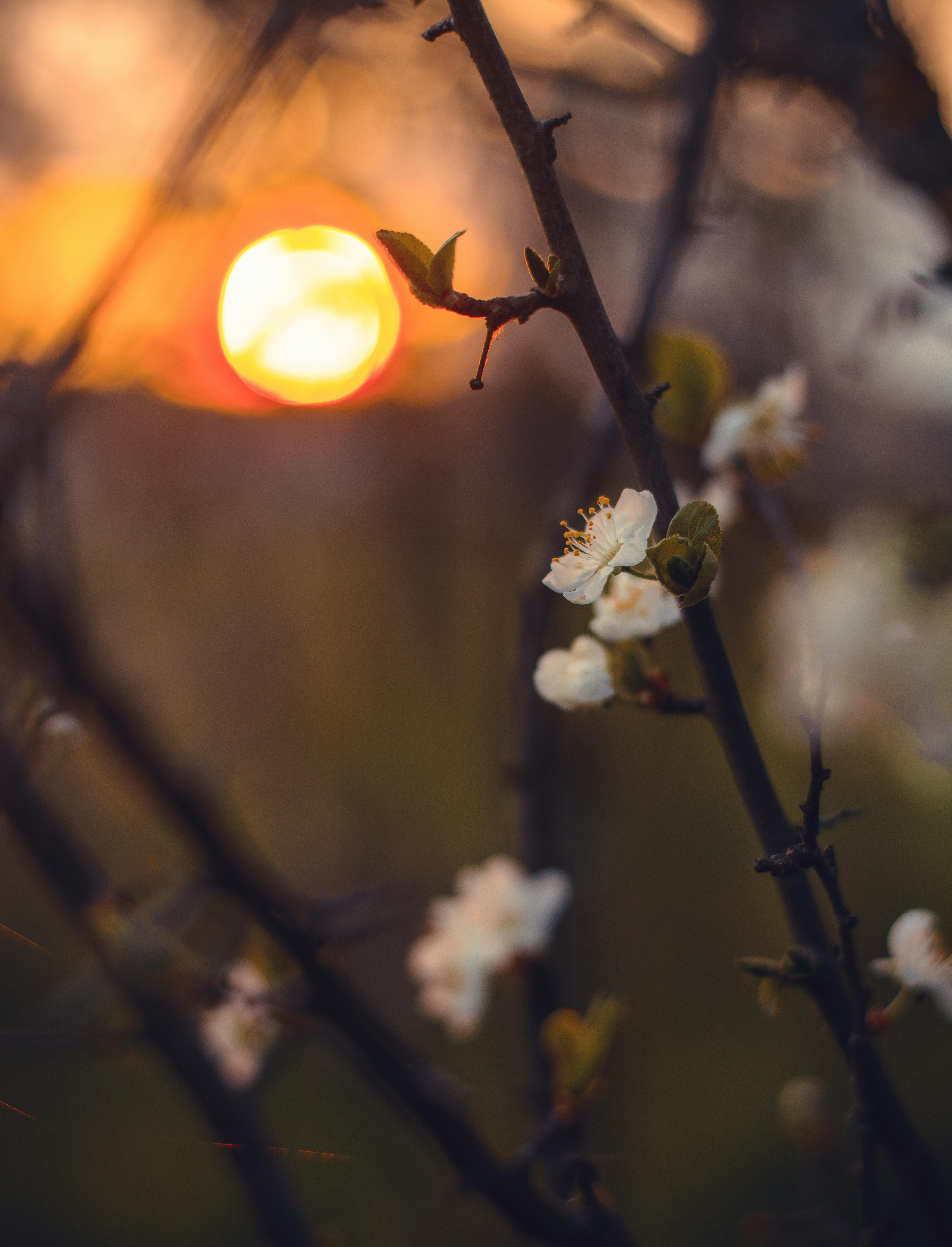 Close-Up Photography of Flowers During Sunset · Free Stock Photo