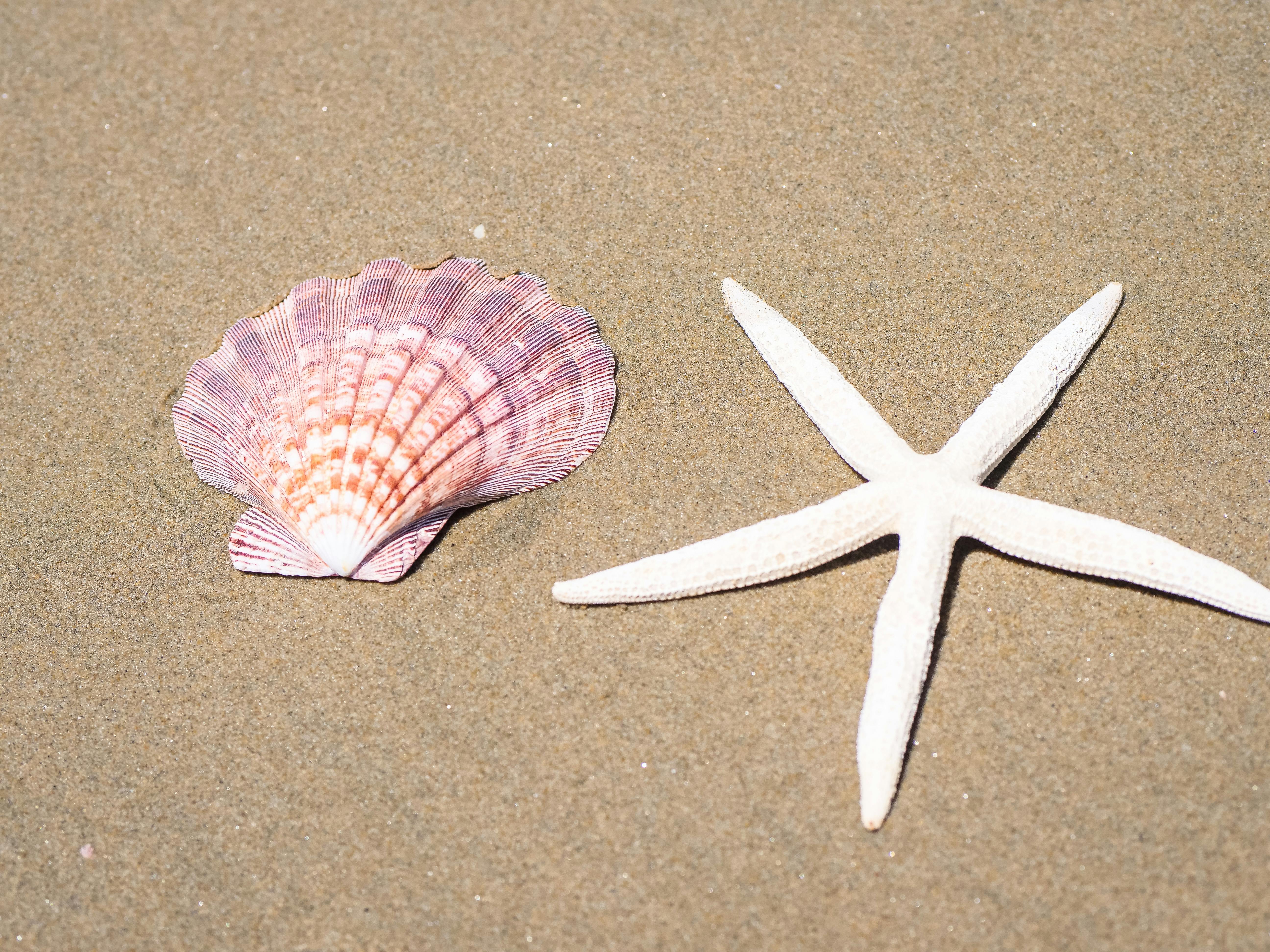 A Seashell and Starfish on the Seashore · Free Stock Photo