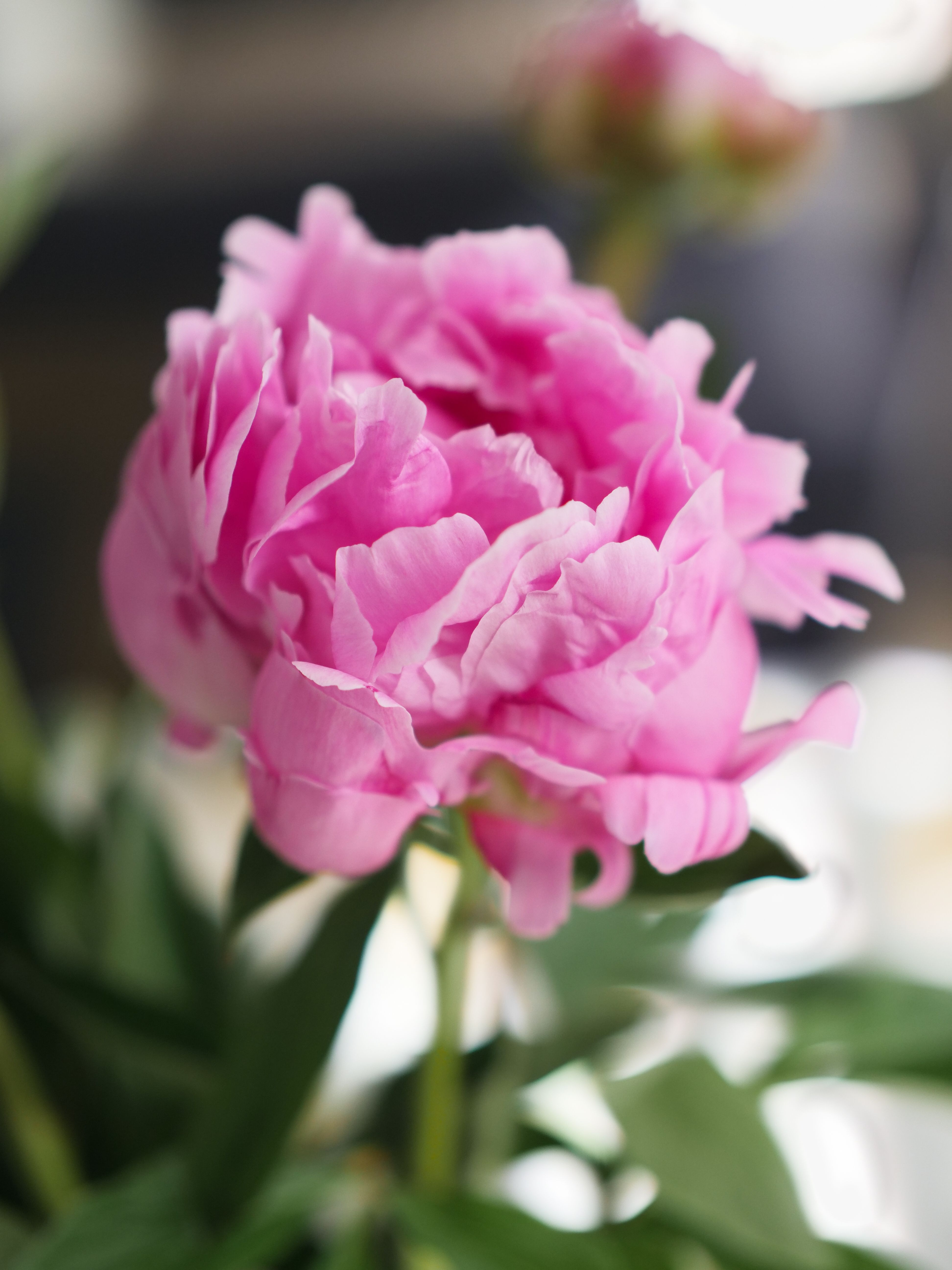 Close-Up Shot of Peonies · Free Stock Photo