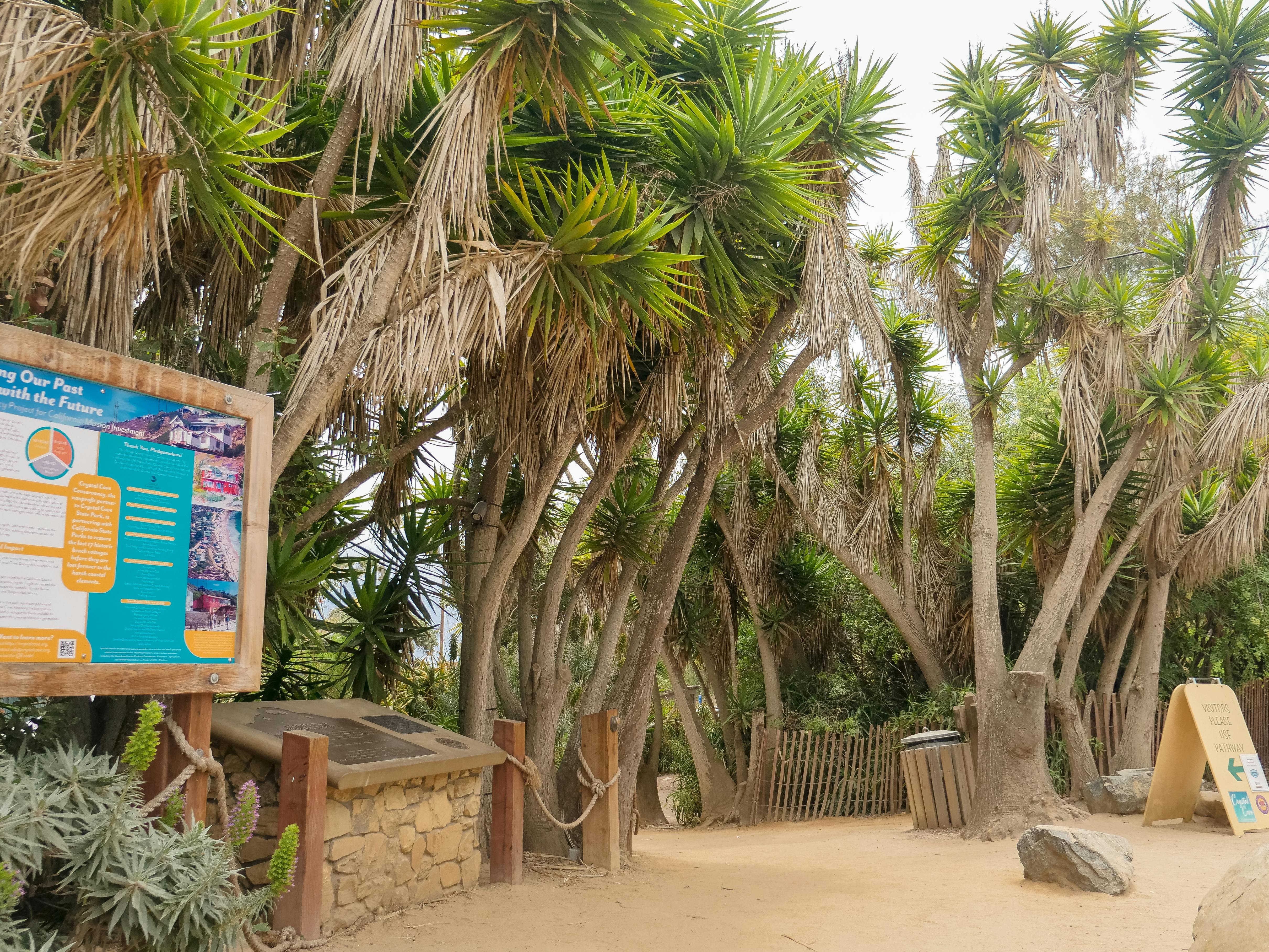 Yucca Trees Photos, Download The BEST Free Yucca Trees Stock Photos ...