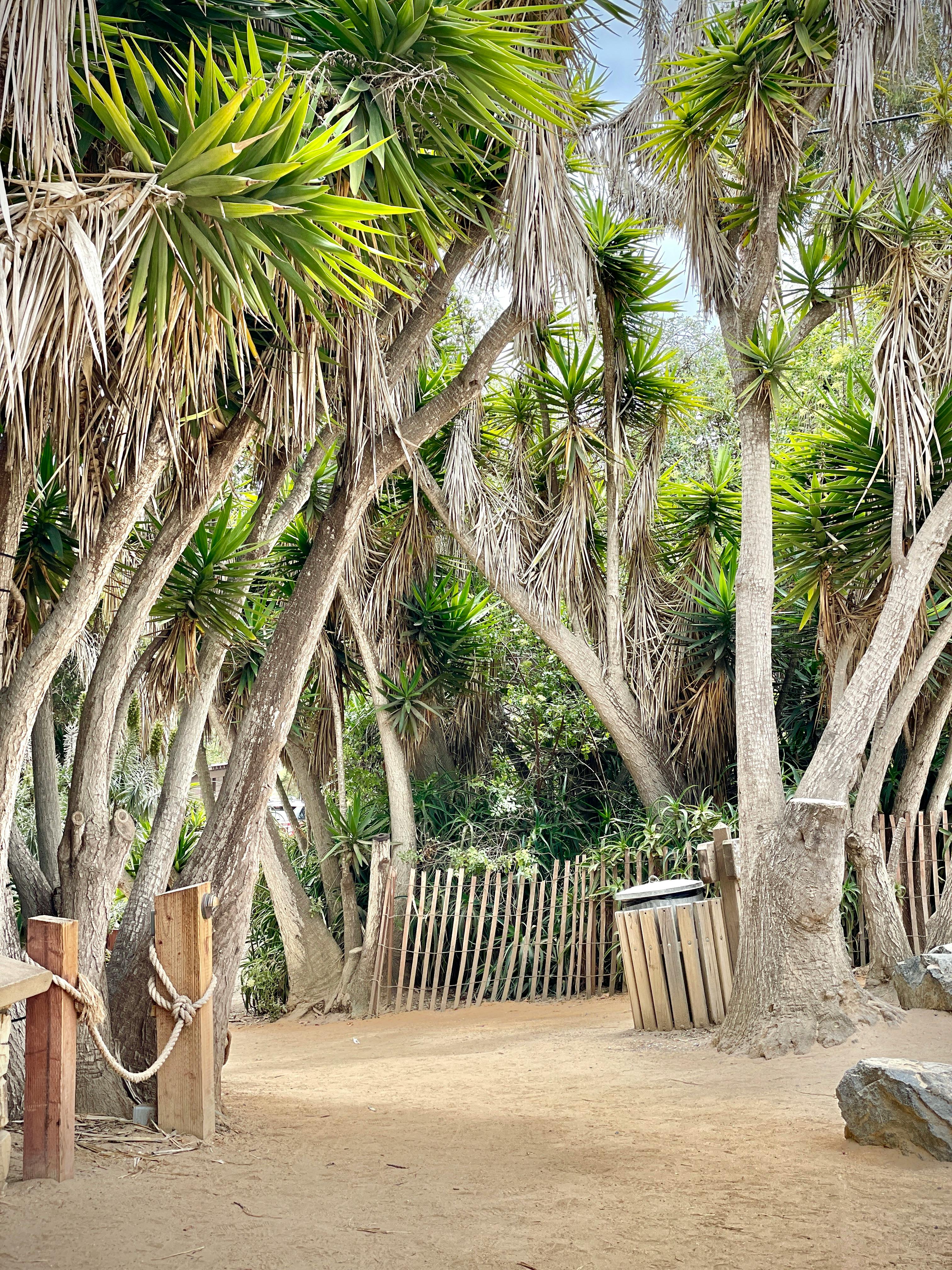 Palm Strands Photos, Download Free Palm Strands Stock Photos & HD Images