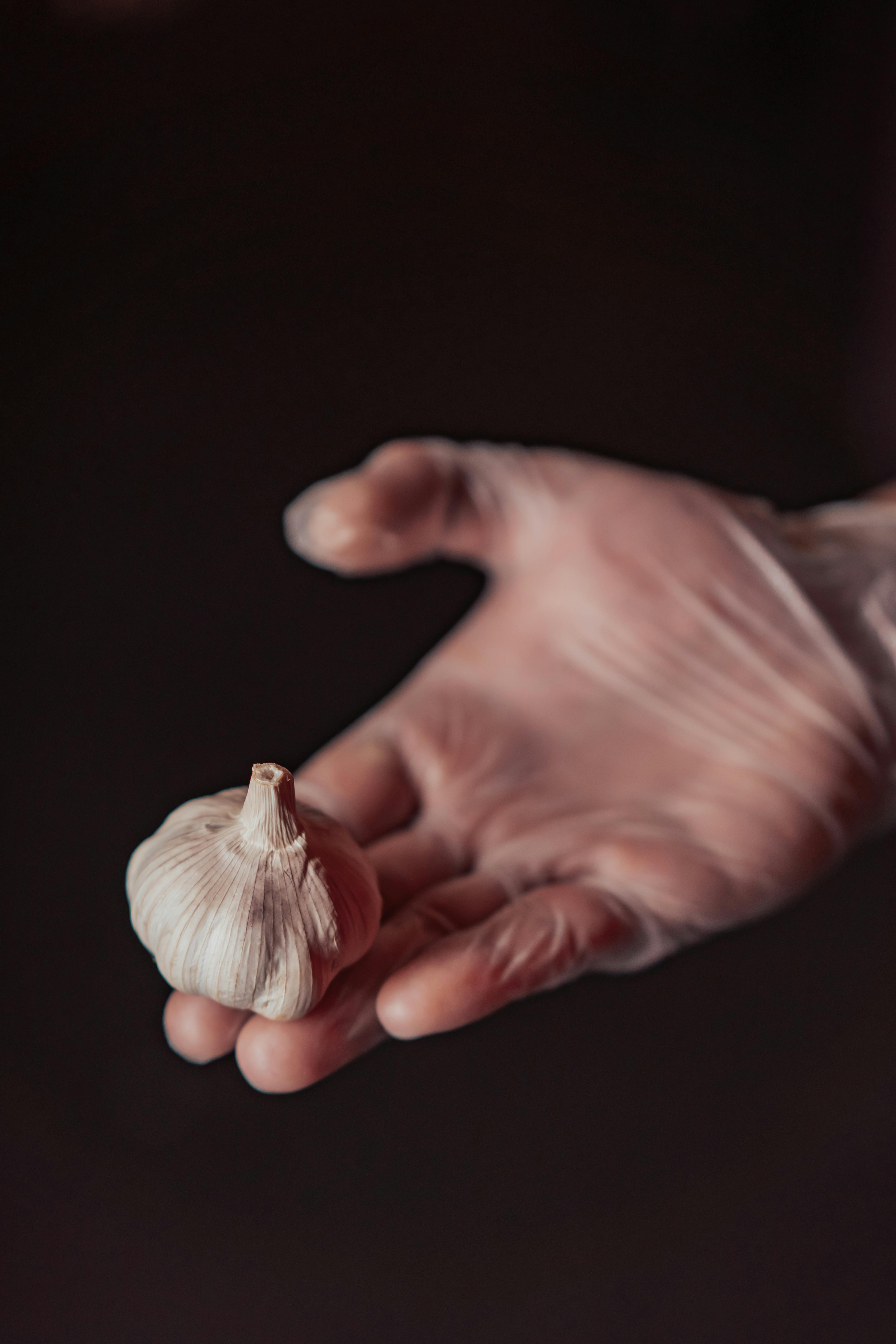 A Garlic on a Hand · Free Stock Photo