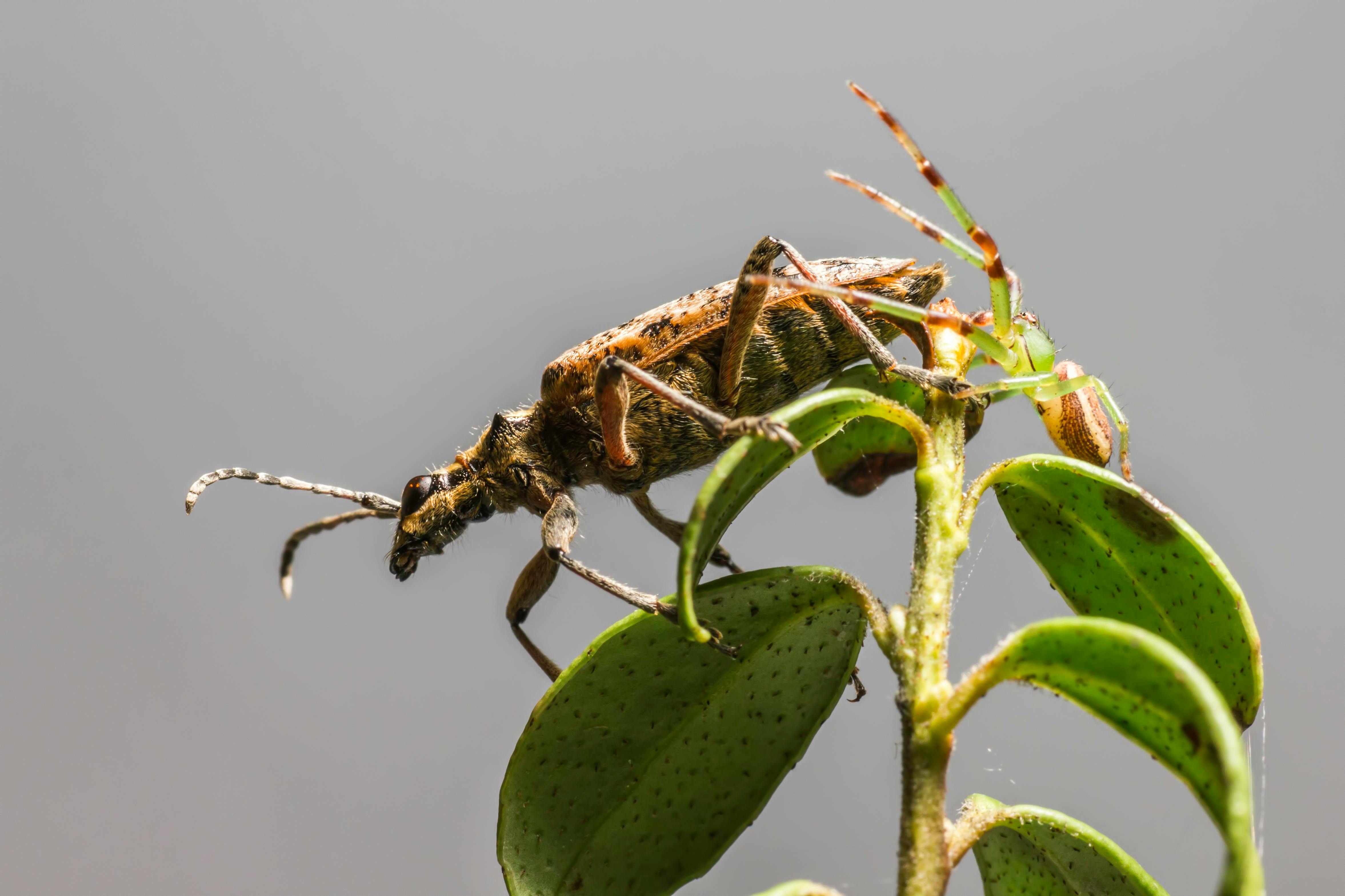 Close Up Shot of an Insect · Free Stock Photo