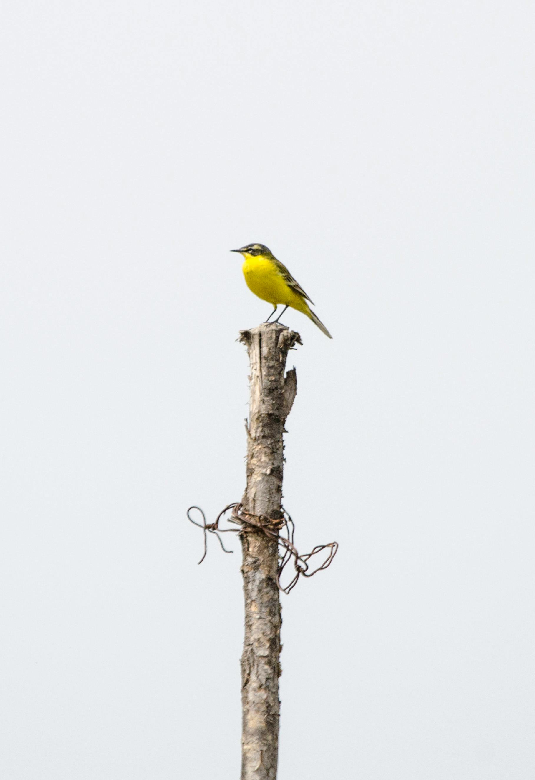 Yellow Bird Perched on the Tree Branch · Free Stock Photo