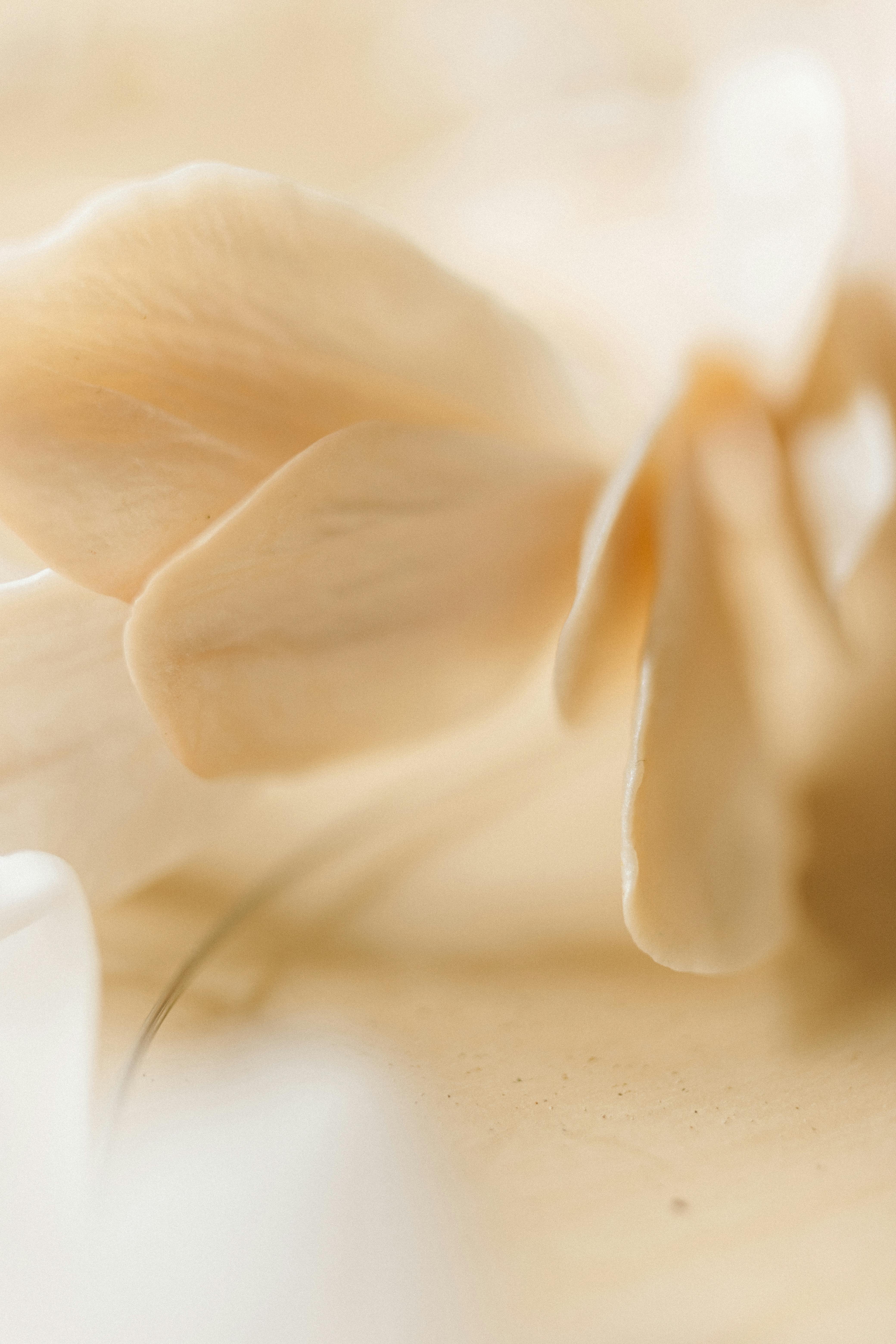 Cream Color Background Photos, Download The BEST Free Cream Color ...