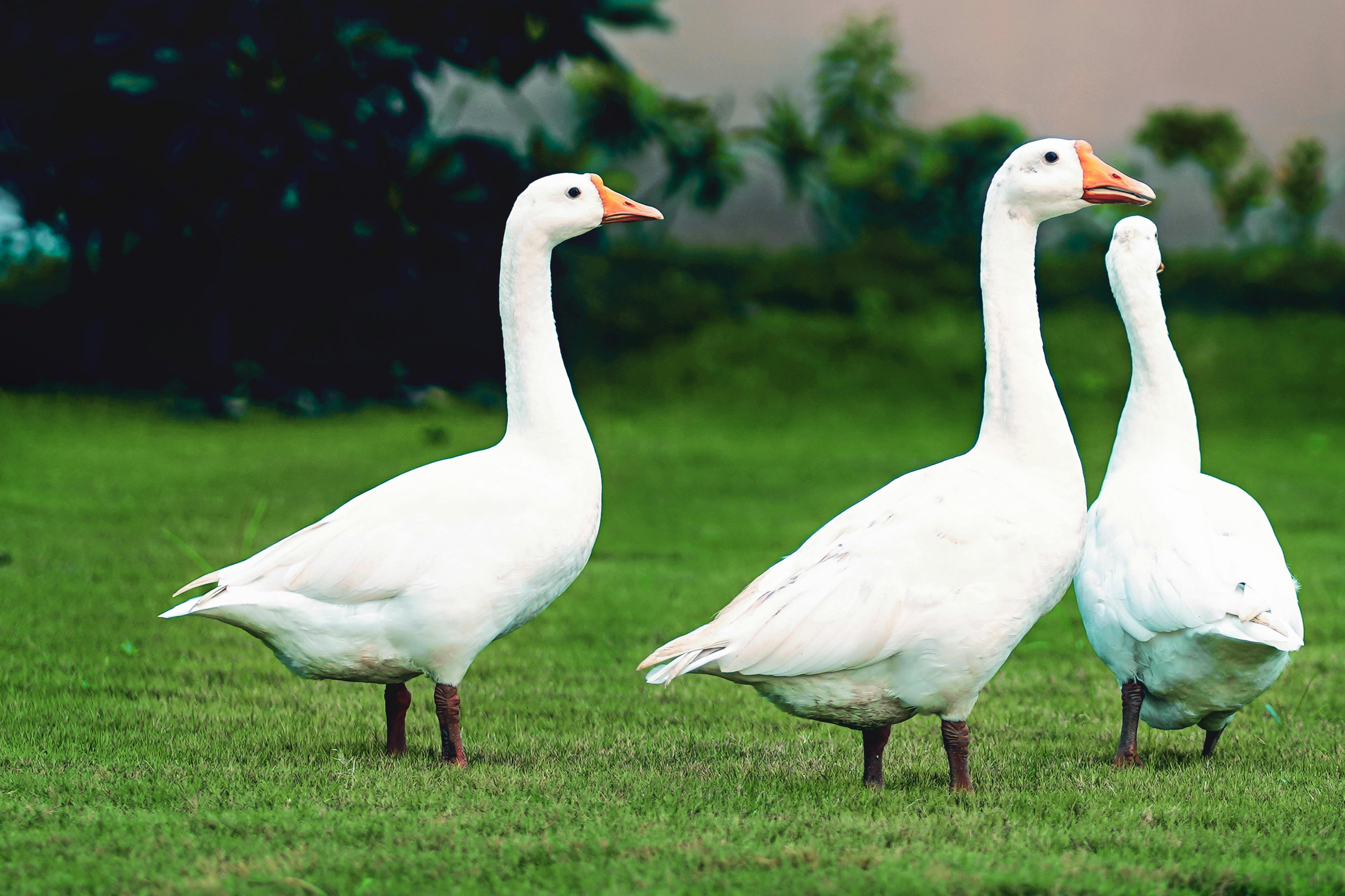 Die besten Hausgans-Fotos · 100 % kostenloser Download · Pexels Stock-Fotos