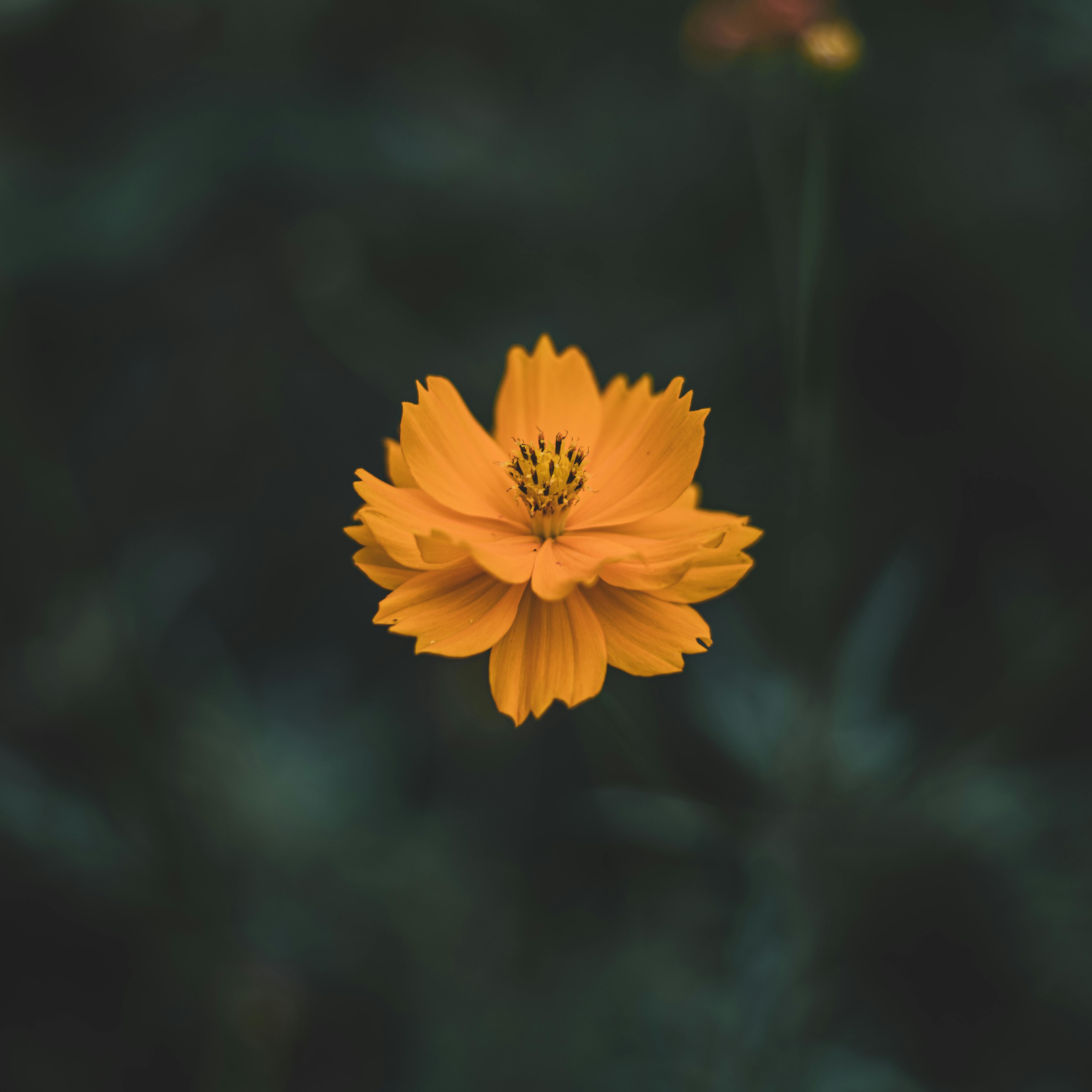 Cosmos Flowers in Bloom · Free Stock Photo
