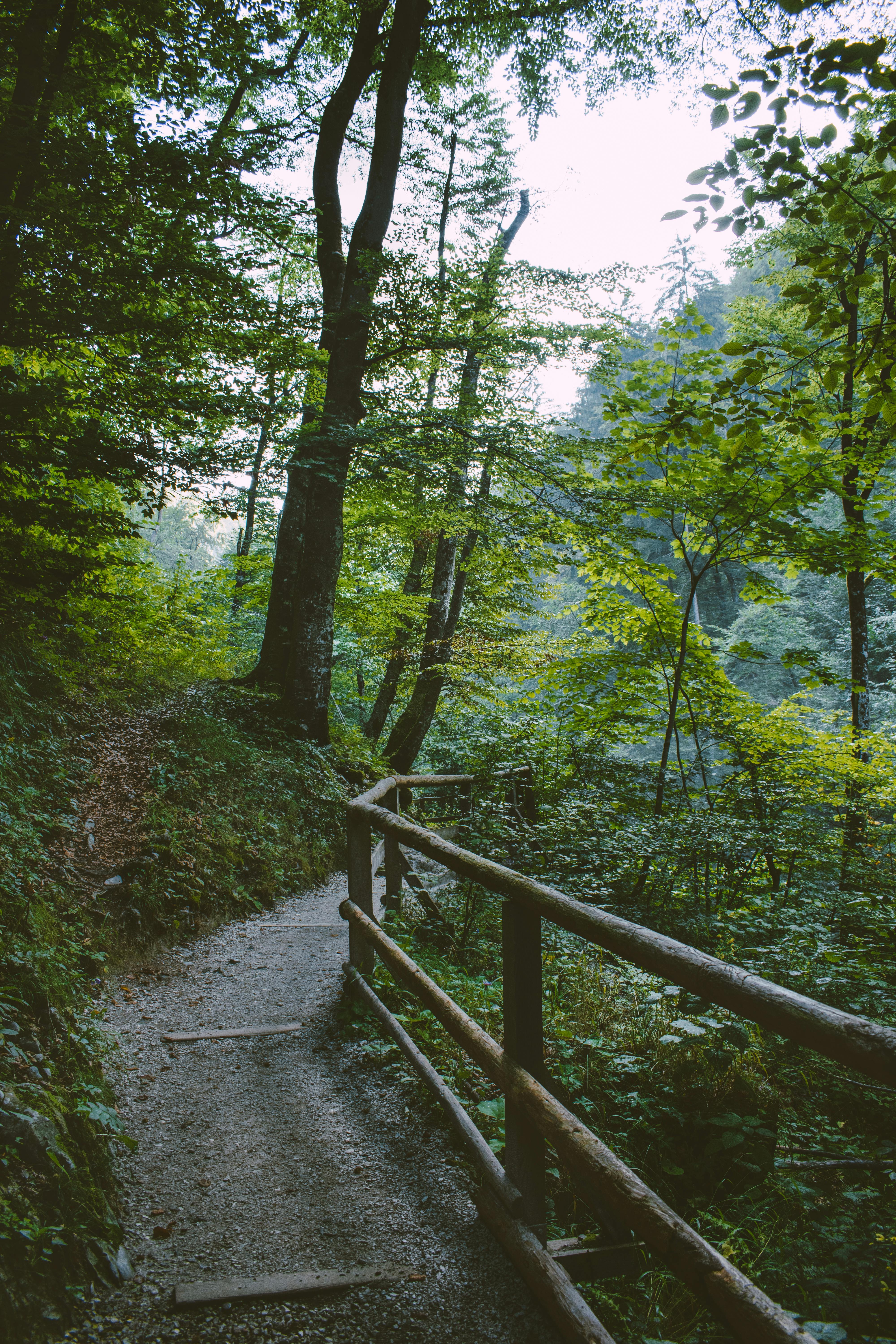 Pathway in a Forest · Free Stock Photo