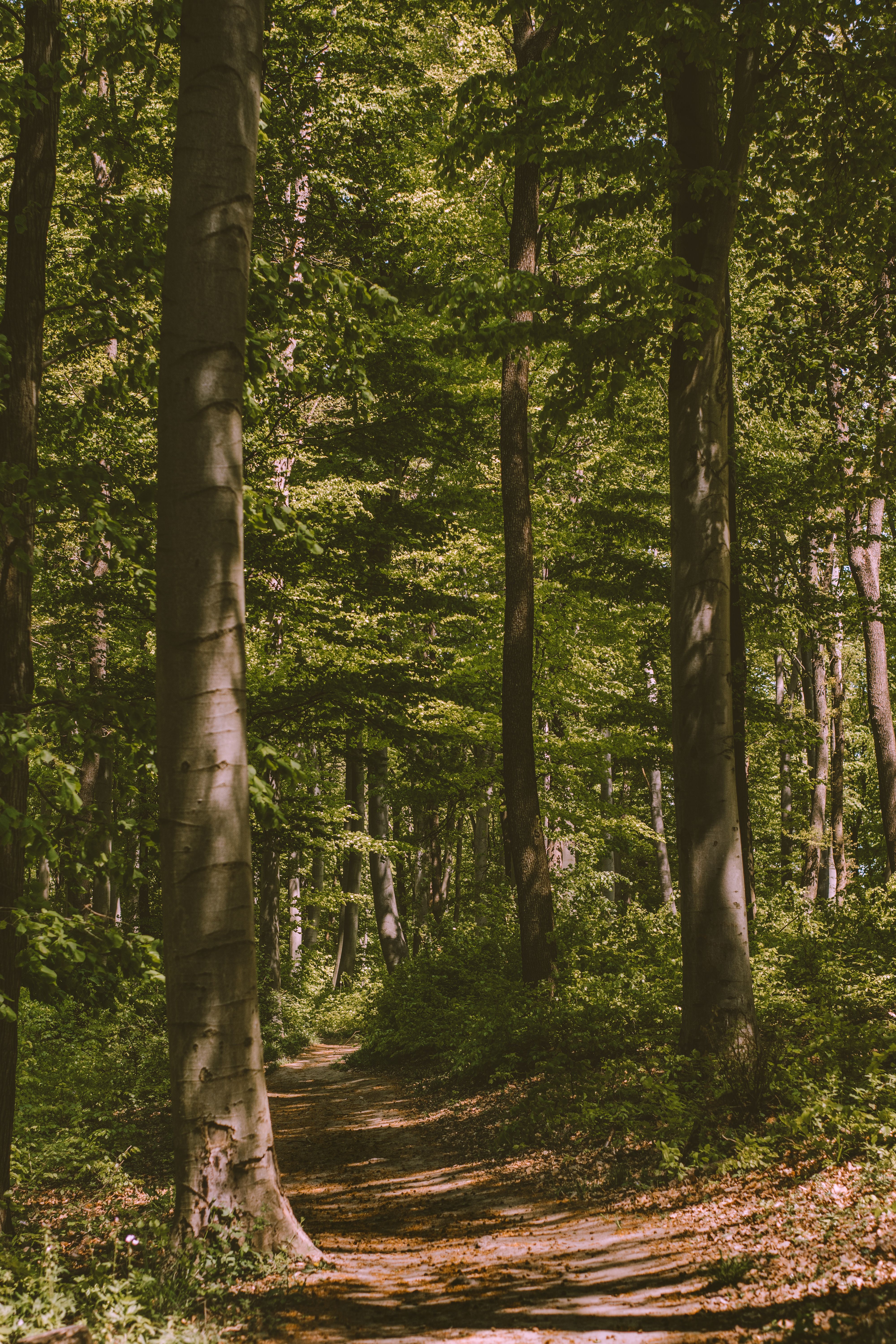 4,000+ Best Woodlands Photos · 100% Free Download · Pexels Stock Photos