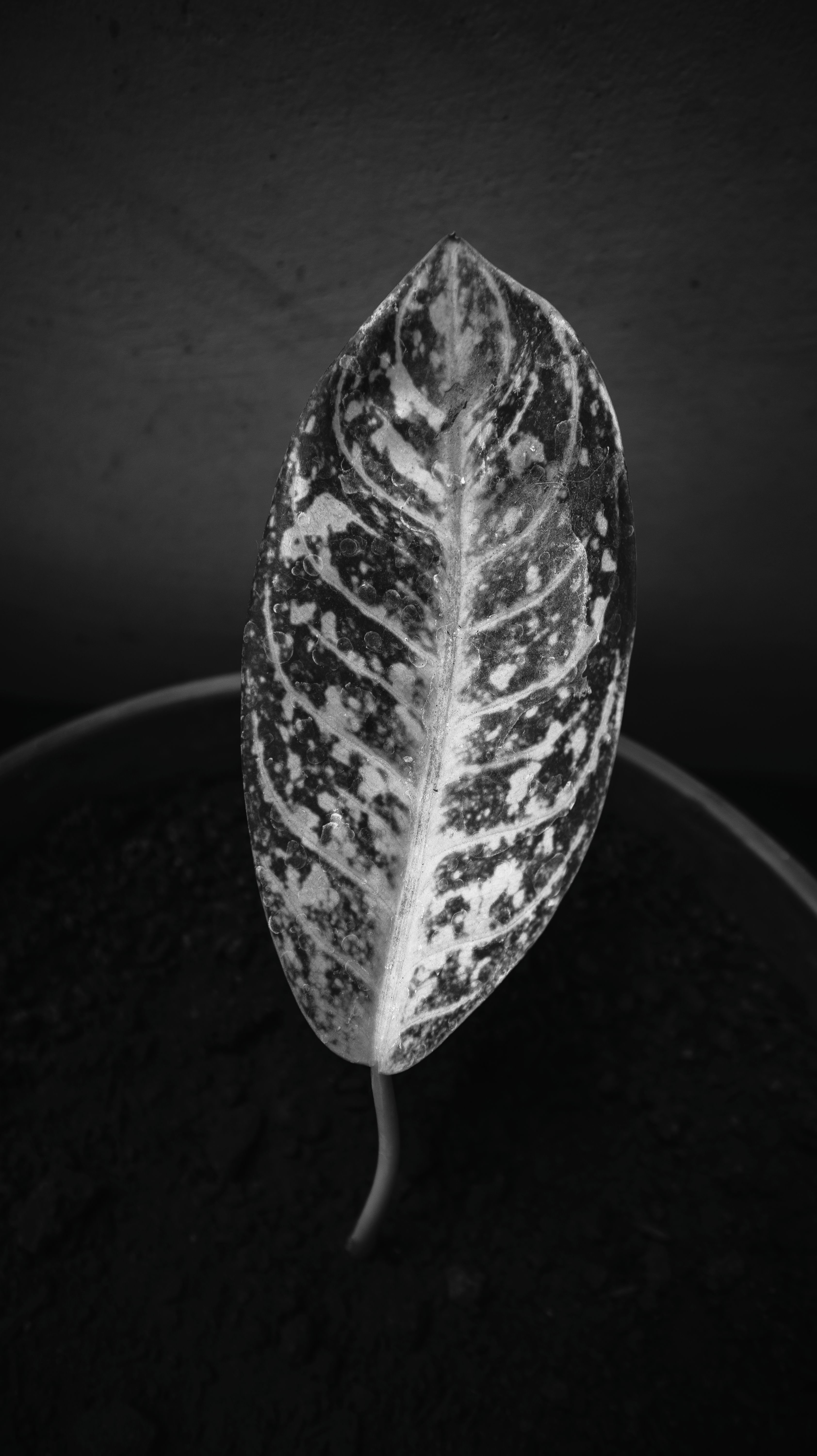 Monochrome Photo of Banana Leaf · Free Stock Photo
