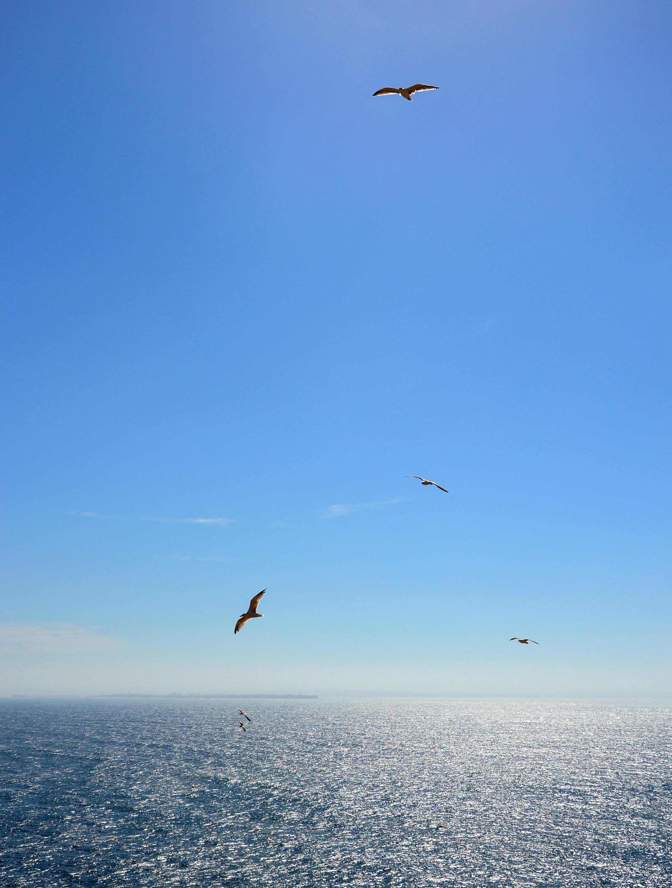 Birds Flying above Sea · Free Stock Photo
