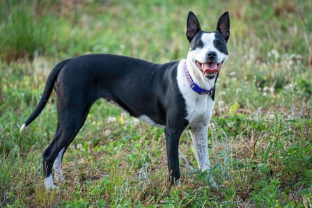 Complete Guide to Blue Bay Shepherd Dog Care and Training