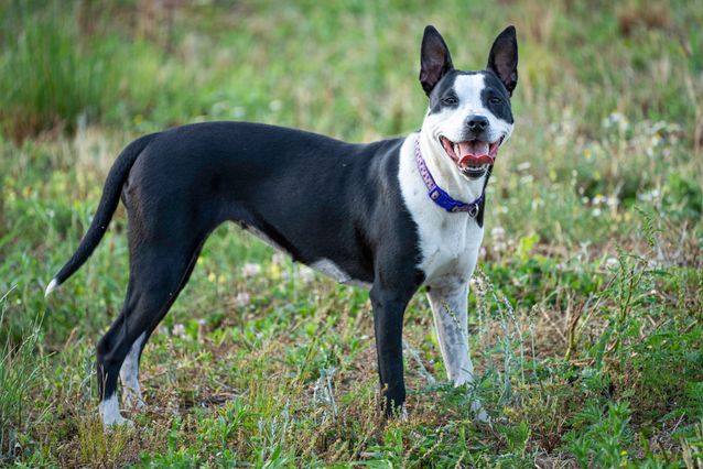 Complete Guide to Blue Bay Shepherd Dog Care and Training