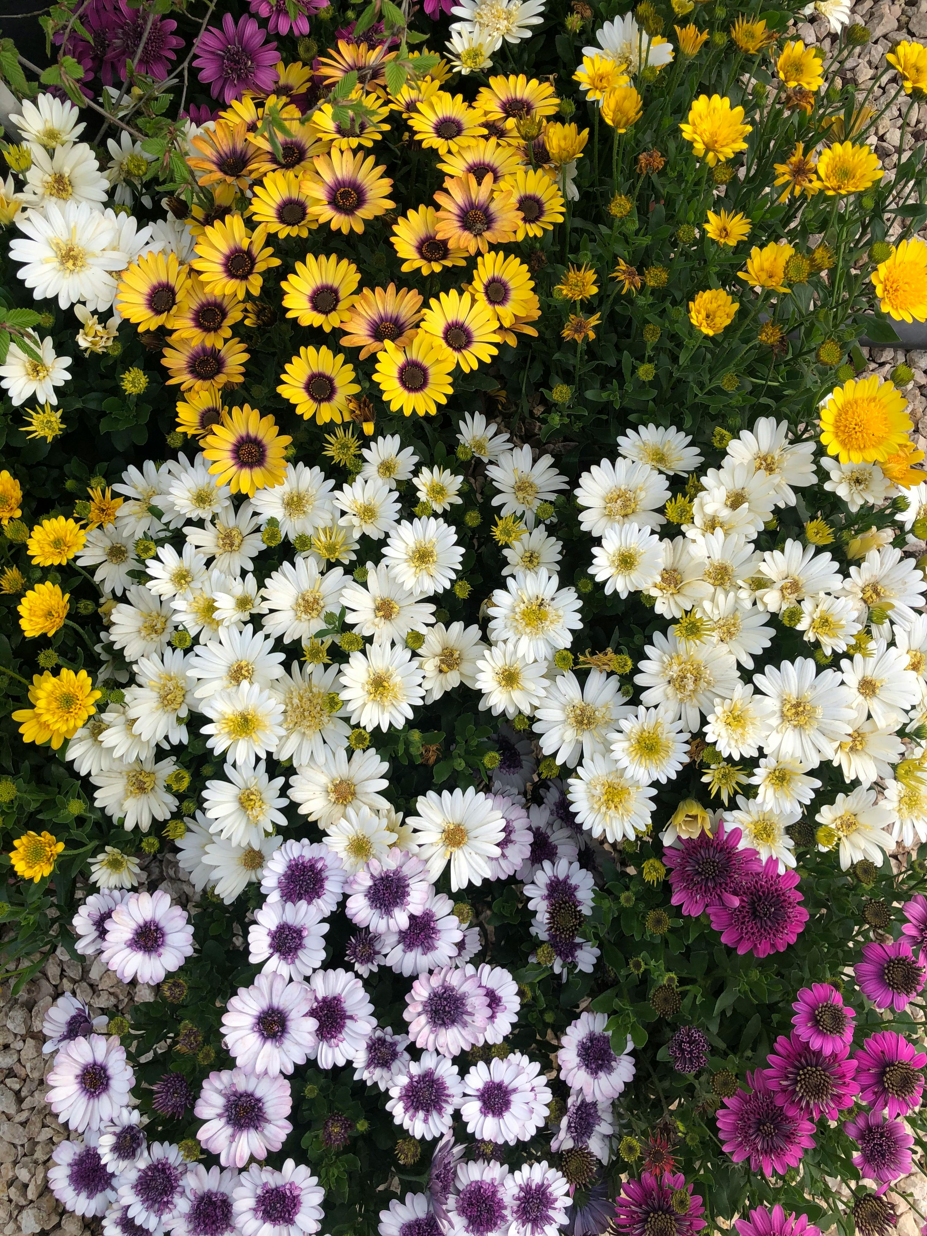 Beautiful Blooming Flowers · Free Stock Photo