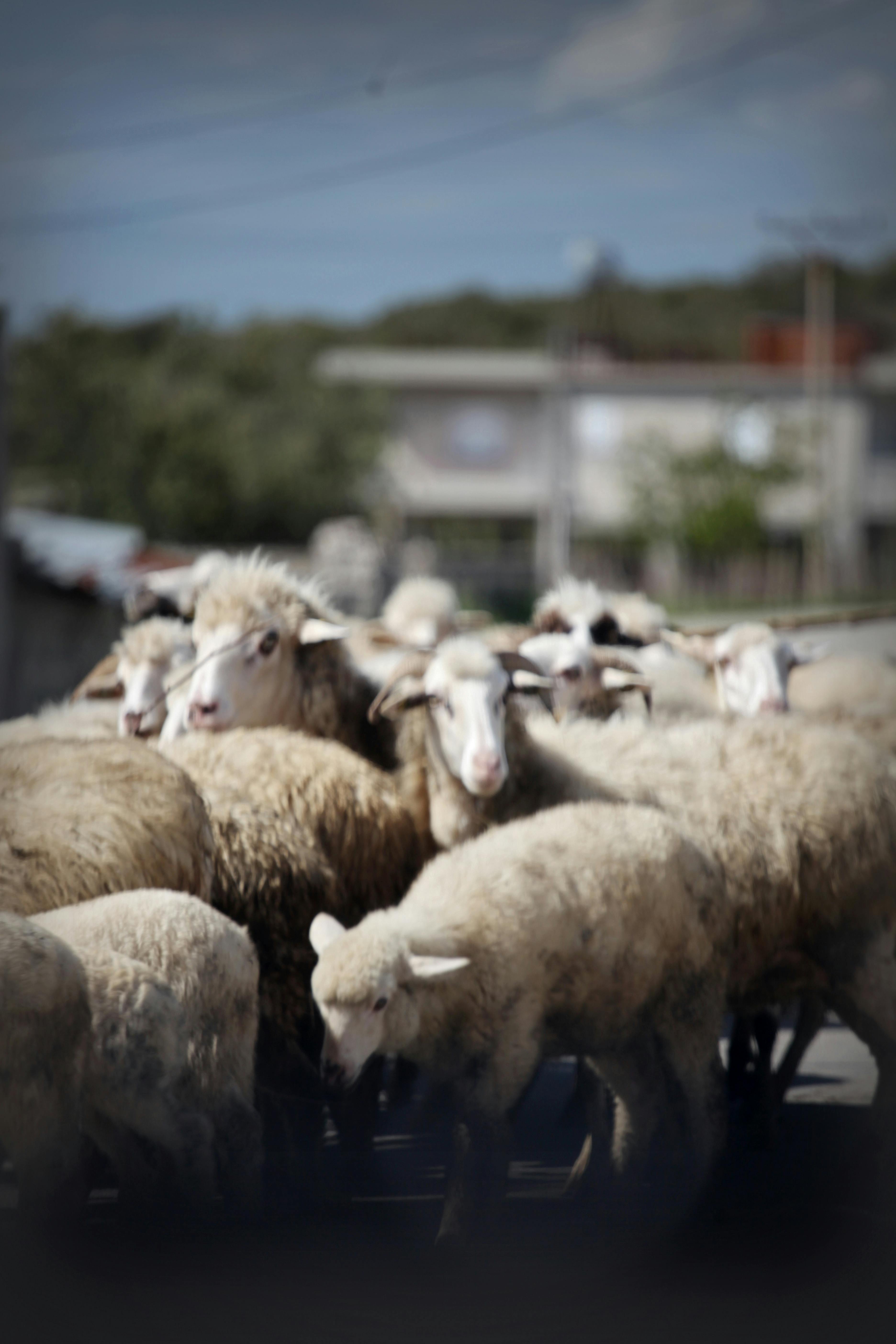 Arsim A. Berisha – fotografia