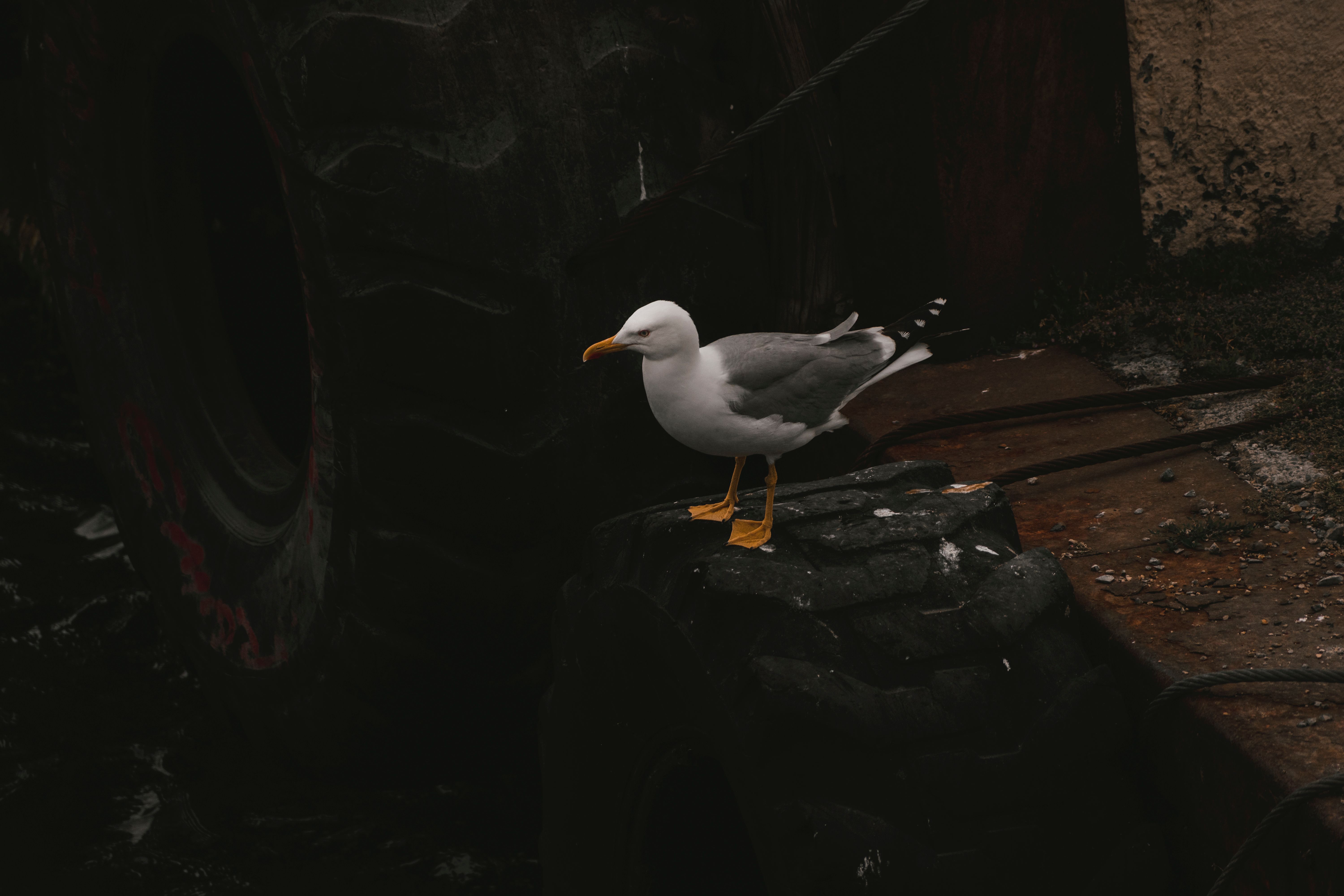 A Bird Perched on the Car · Free Stock Photo