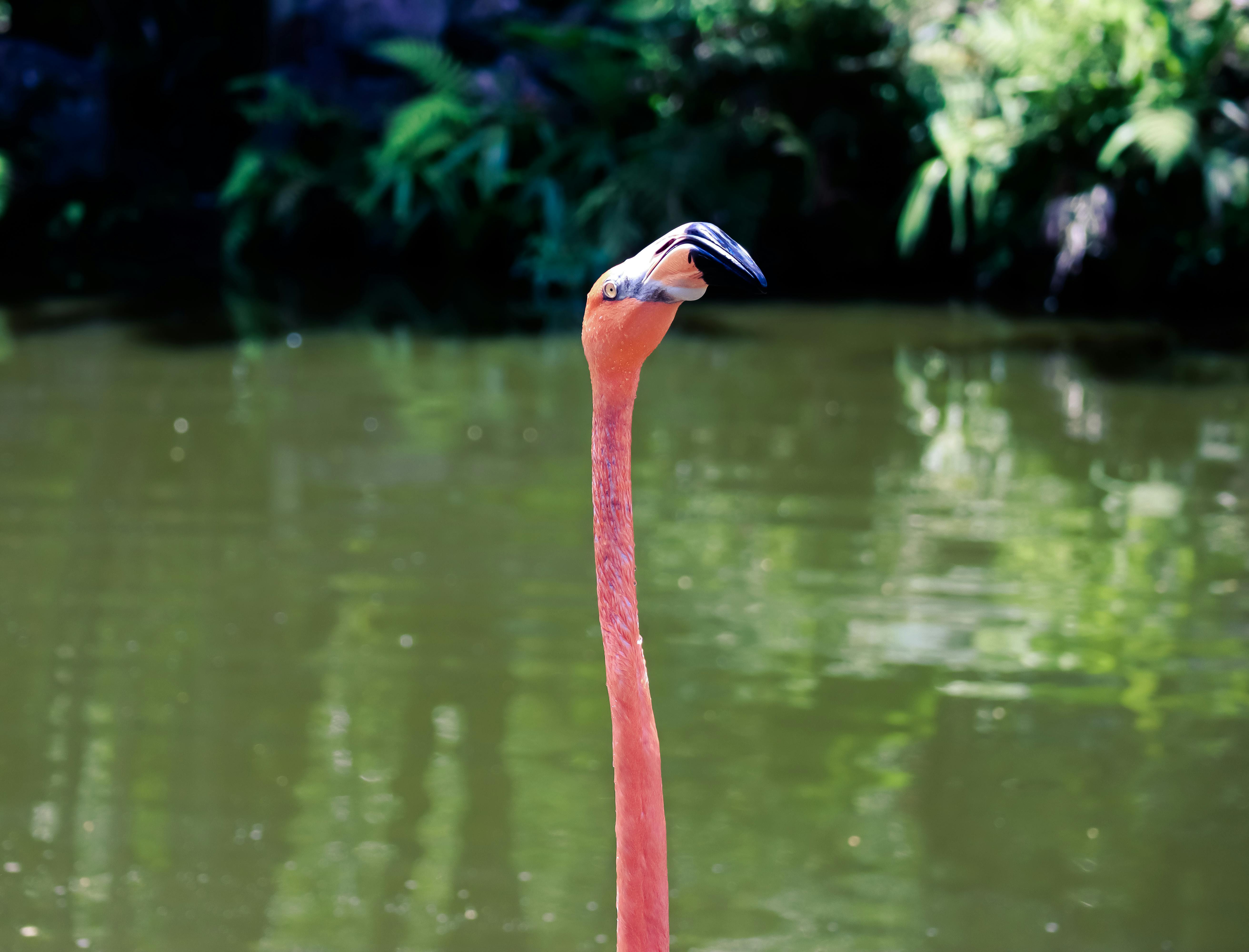 10.000+ Flickr+kswiss+classic Bilder und Fotos · Kostenlos Downloaden ...