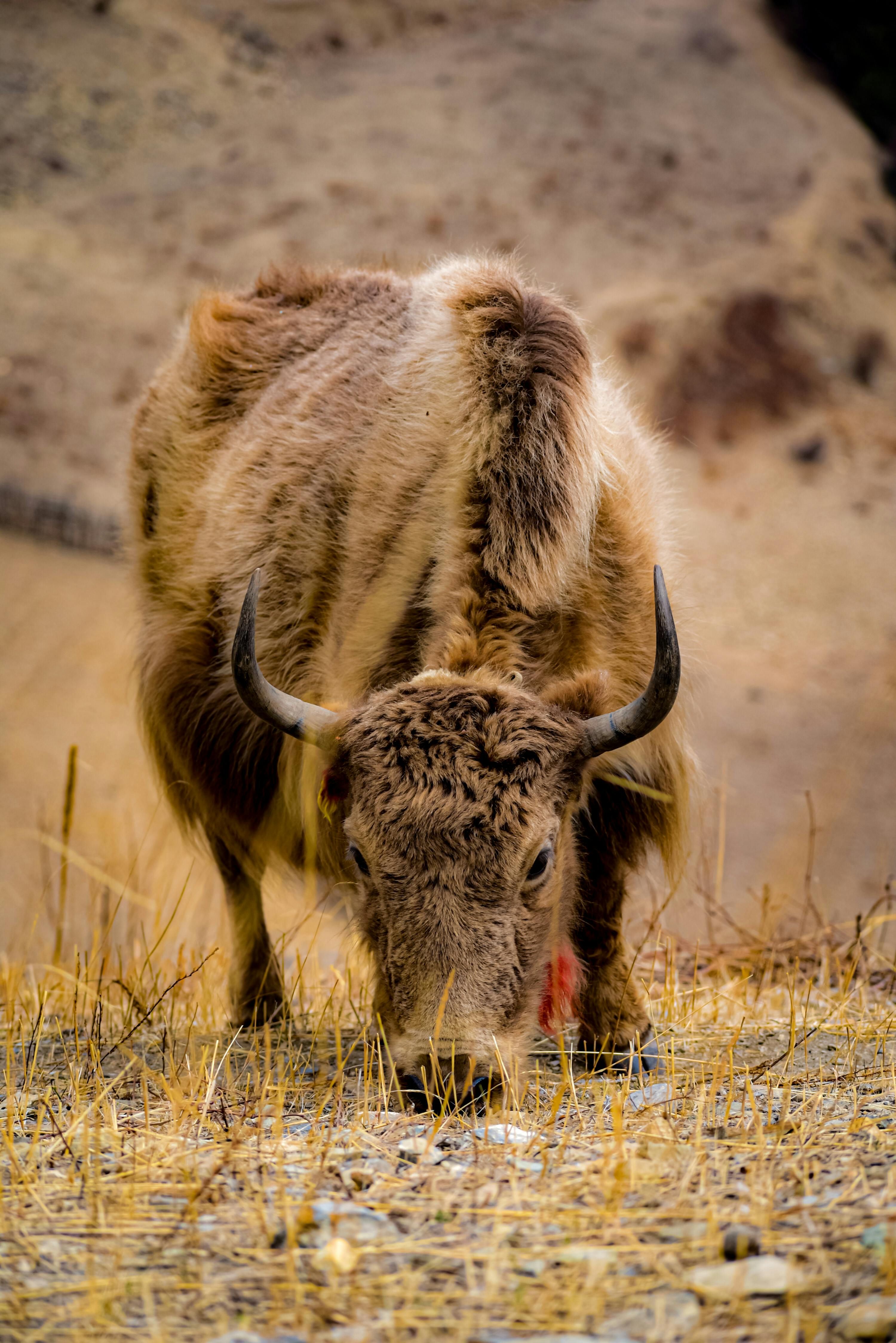 Fur Cow in Wild Desert Landscape · Free Stock Photo