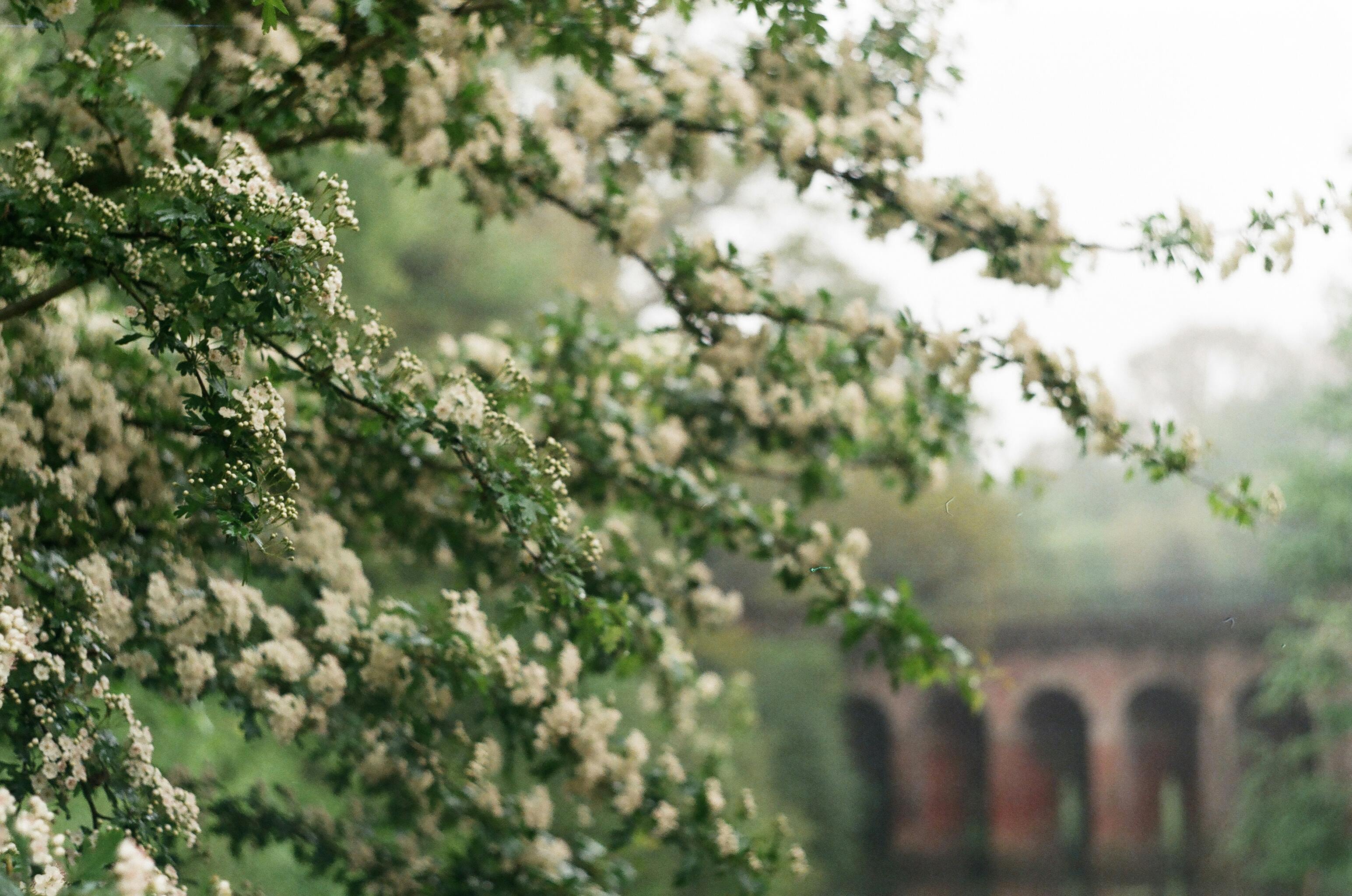 Close Up of Blooming Flowers · Free Stock Photo