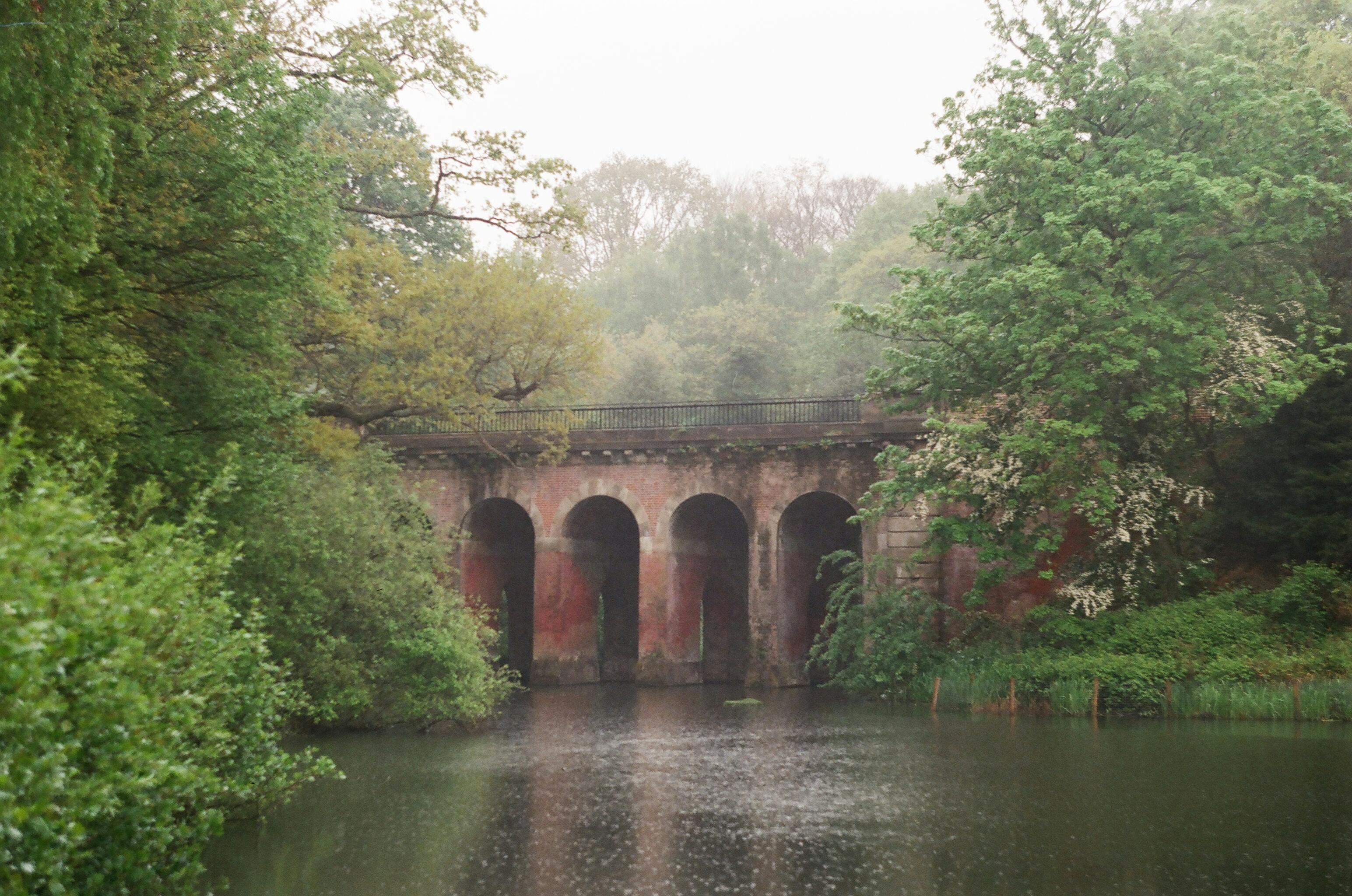 Overlapping Trees Photos, Download The BEST Free Overlapping Trees ...