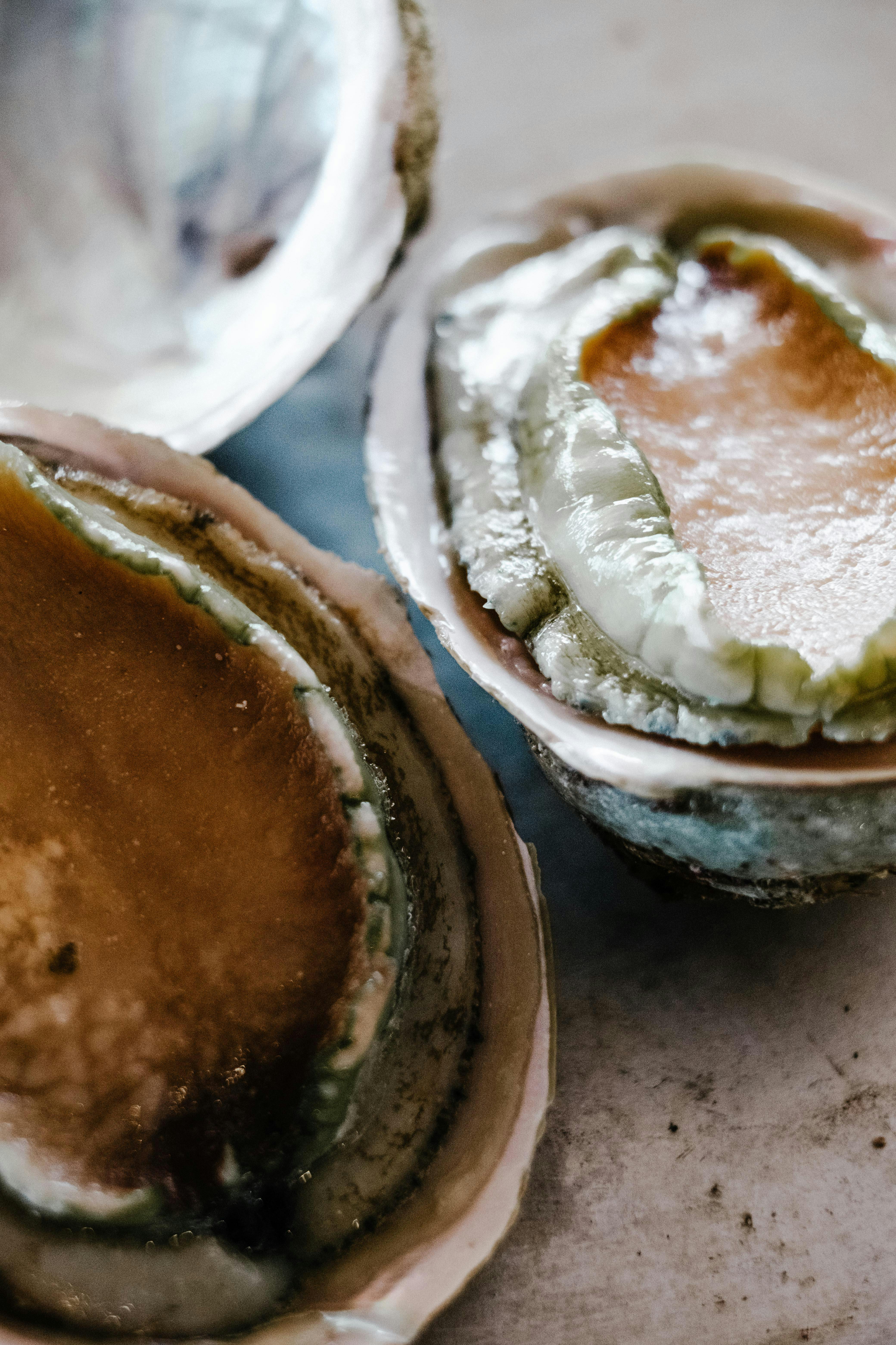 Food in Shells · Free Stock Photo