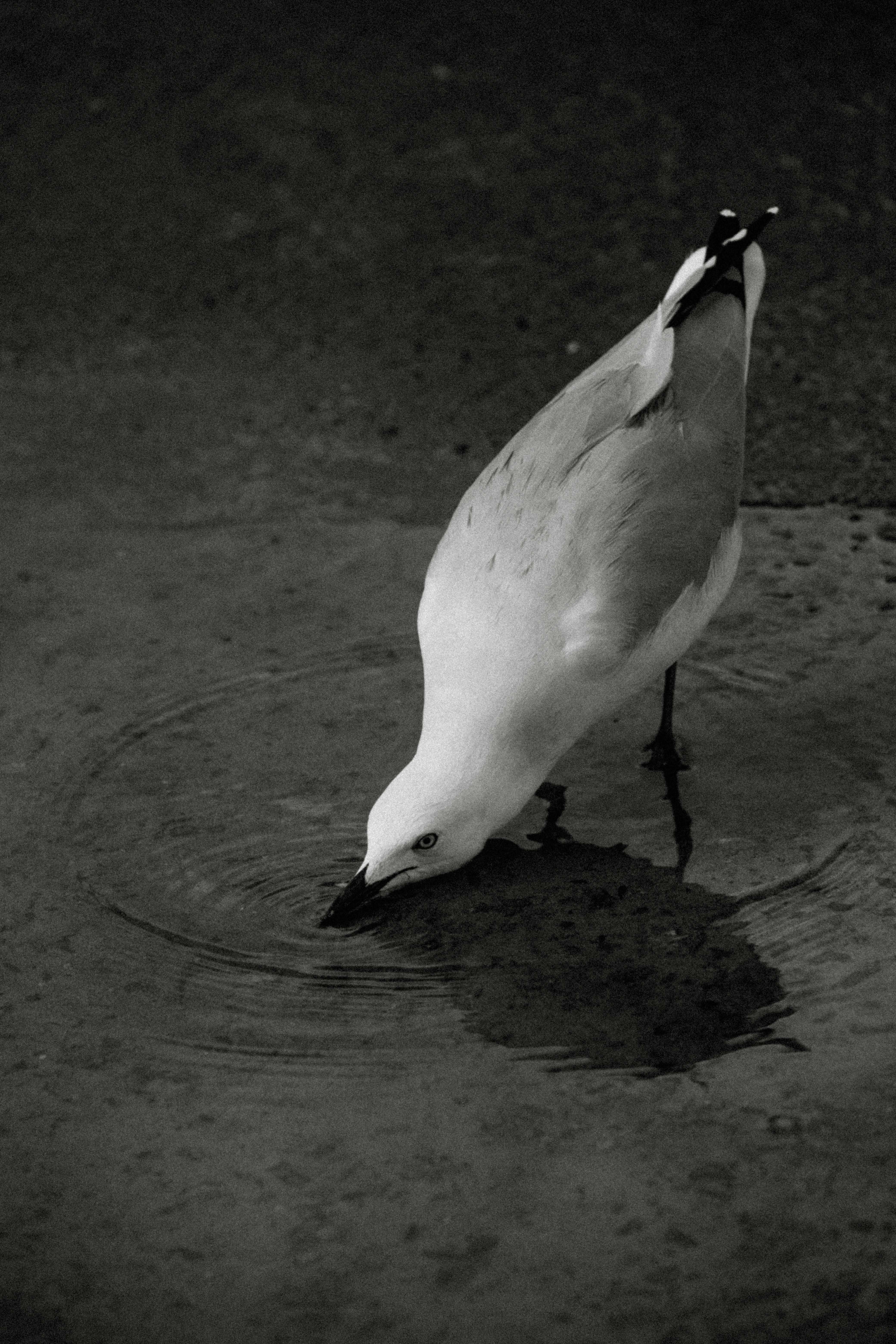 Seagull Drinking Photos, Download The BEST Free Seagull Drinking Stock ...