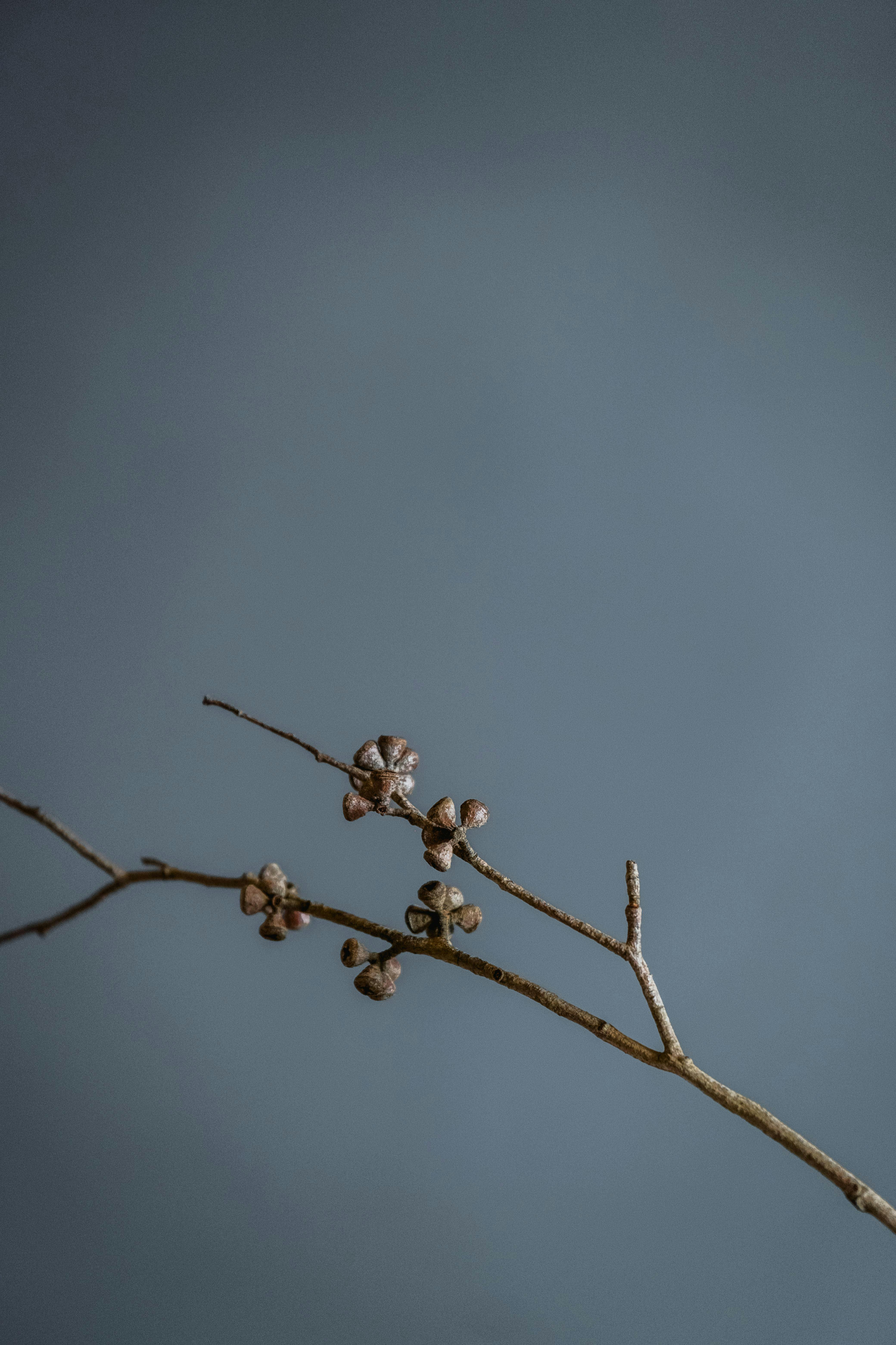 Close-up Photo of a Small Stem · Free Stock Photo