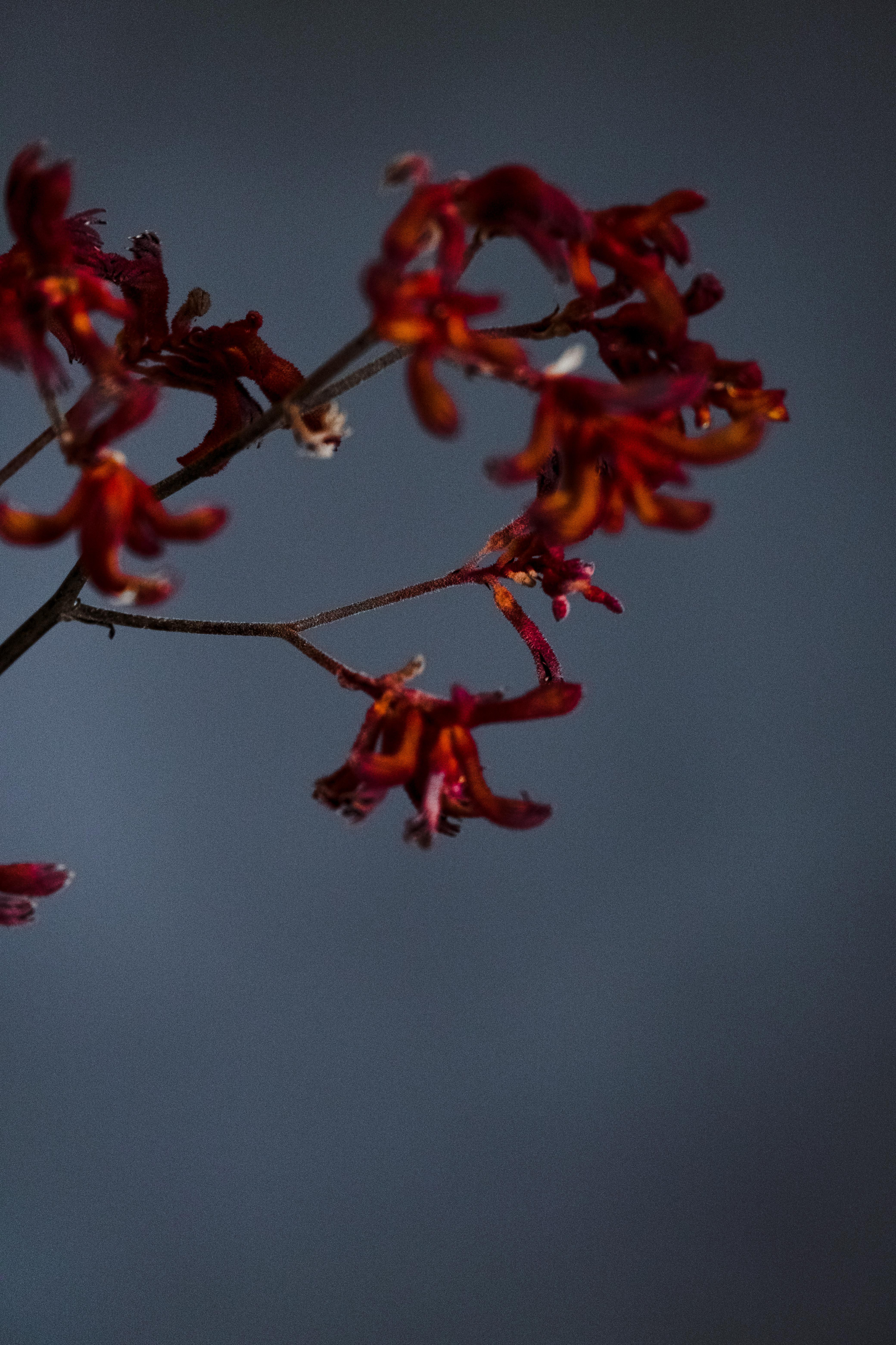 Close-up of Red Kangaroo Paw Flowers · Free Stock Photo