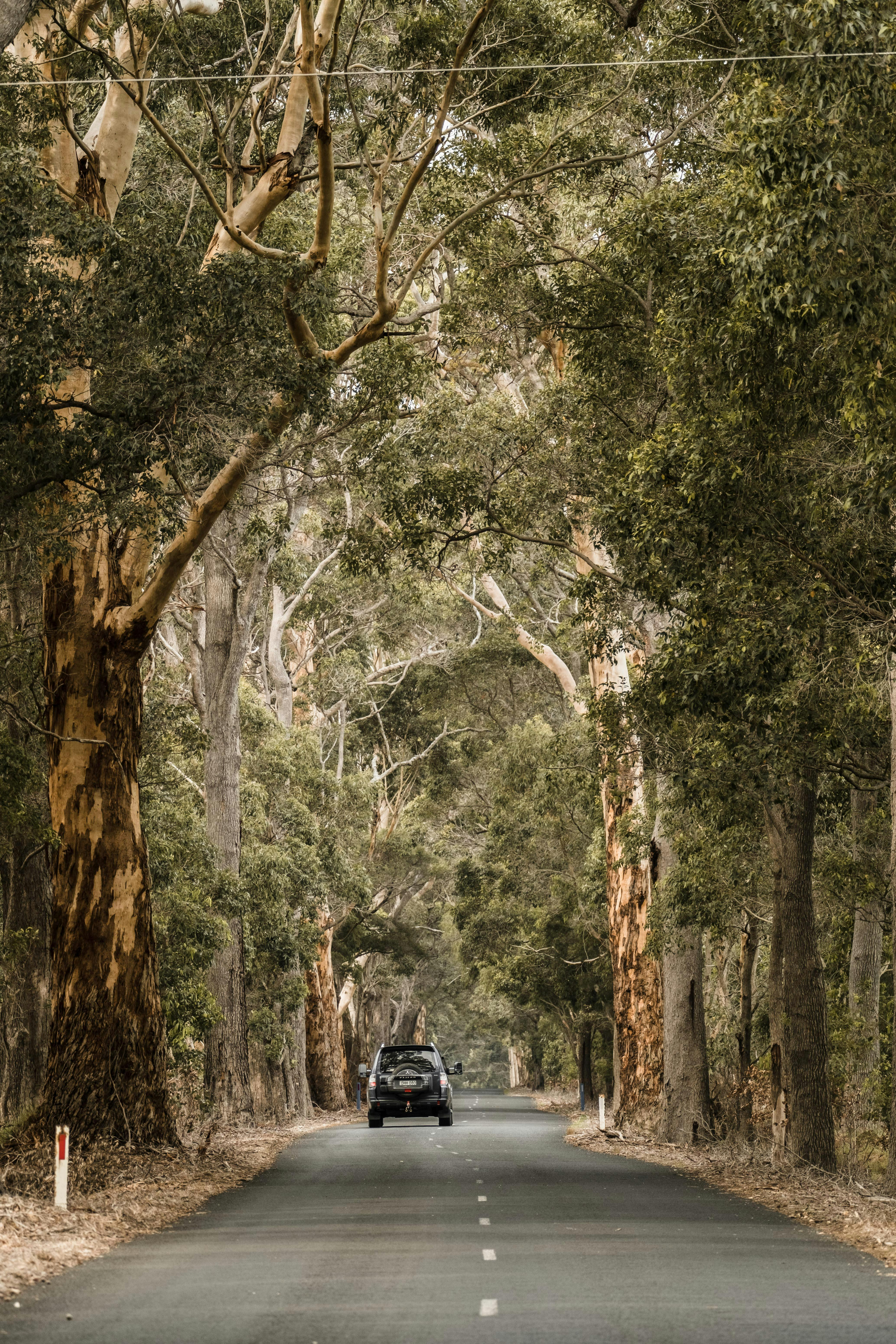 Road Surrounded by Autumn Trees · Free Stock Photo