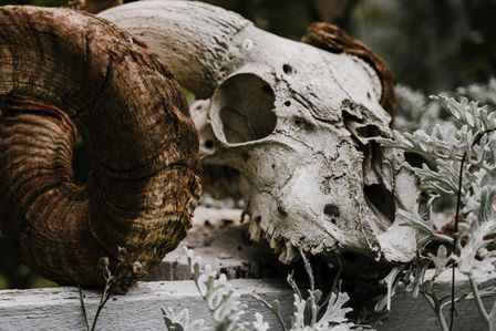 Mekosuchinae: From Ancient Discovery to Extinction Explained