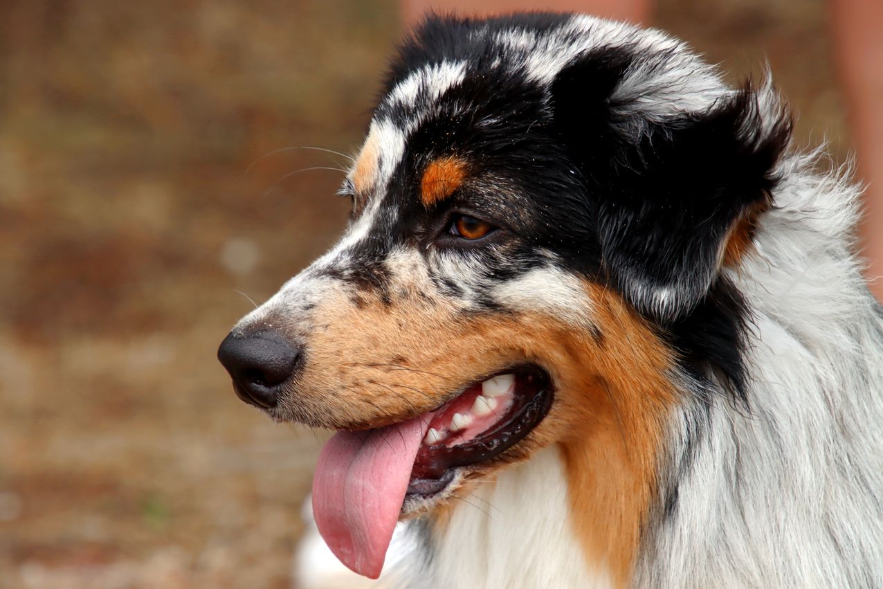 How Much Should a Mini Aussie Puppy Weigh? Growth Guide