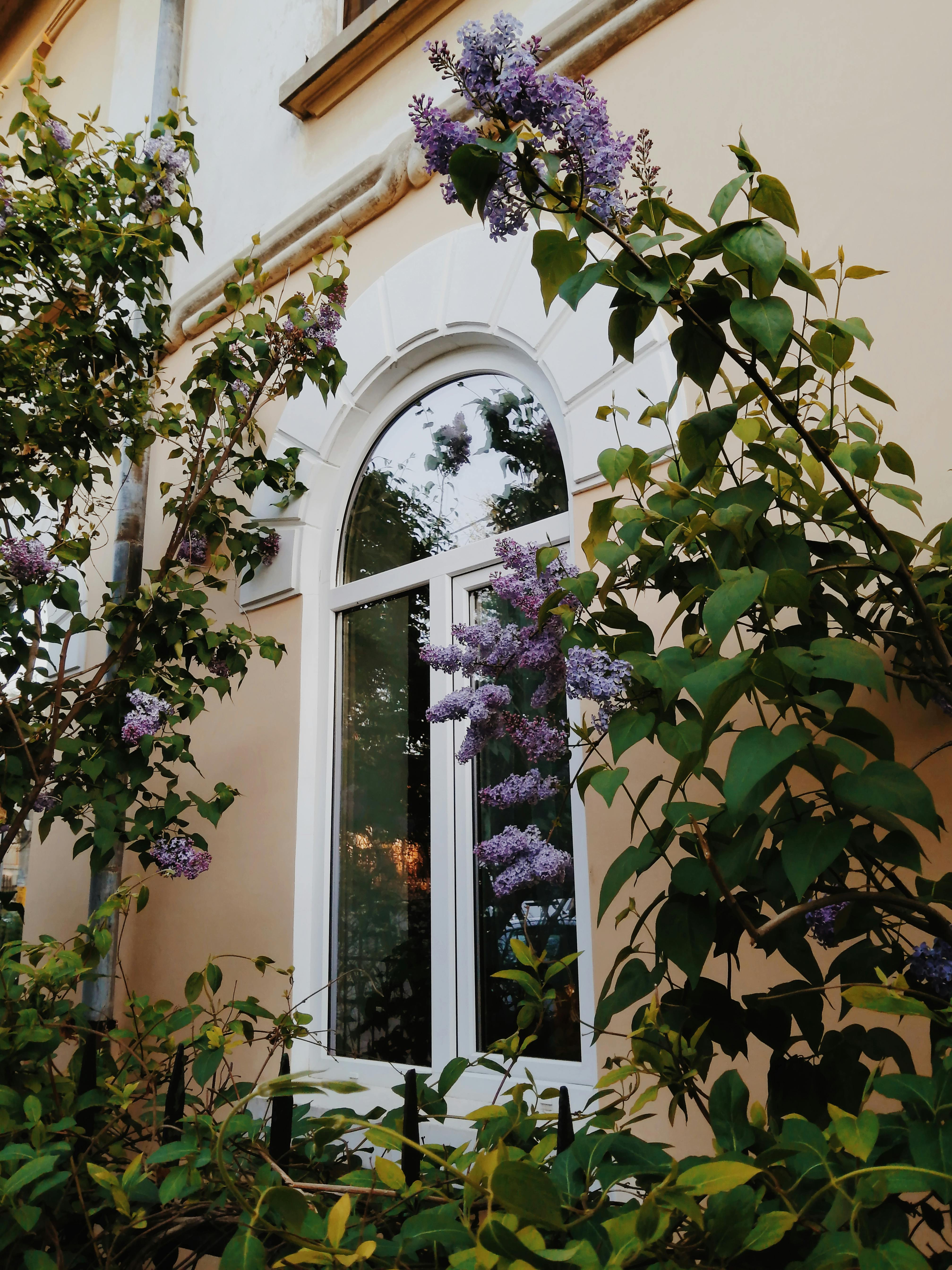 Arched Glass Window Beside Flowering Plants · Free Stock Photo