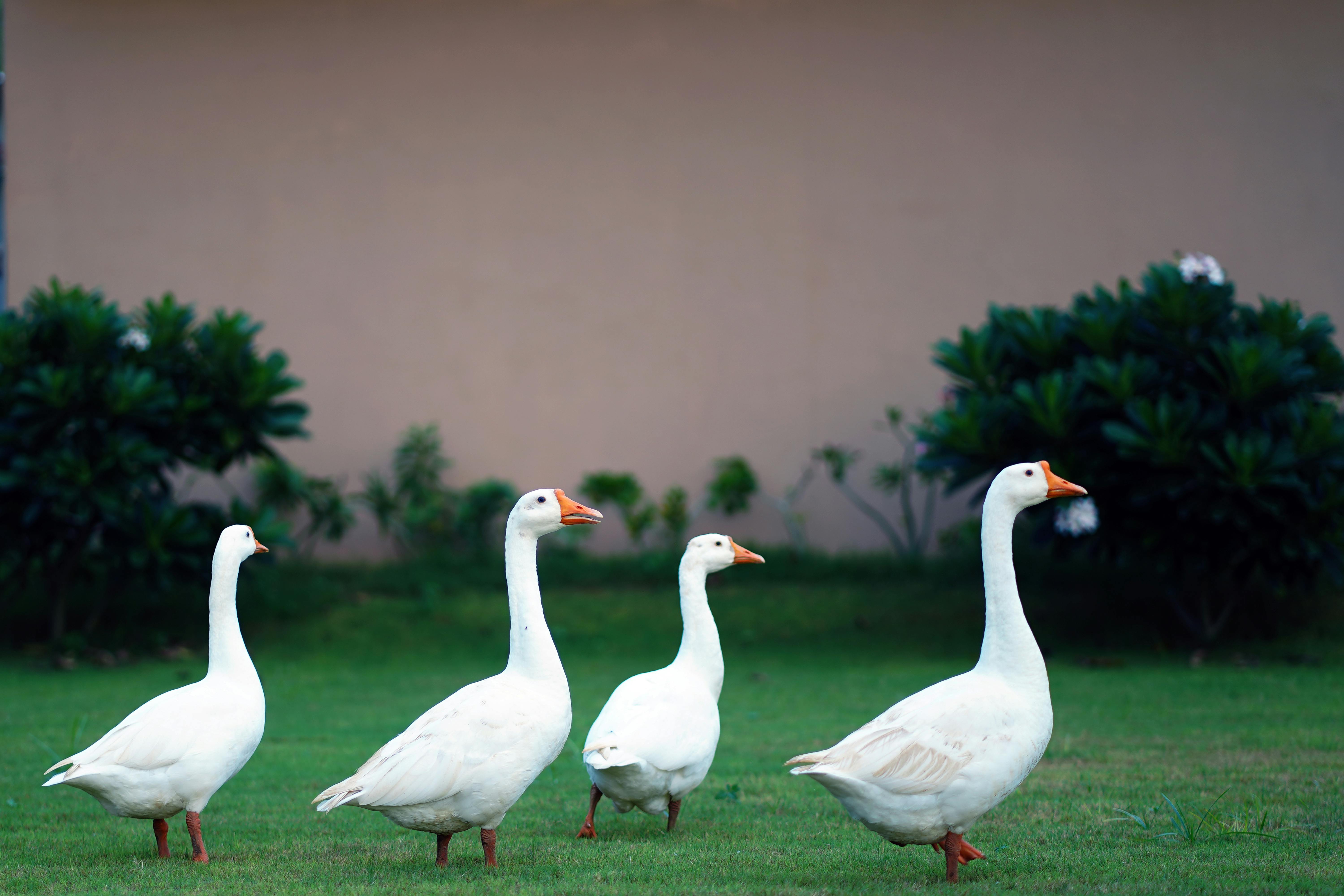 White Domestic Geese on Green Grass · Free Stock Photo
