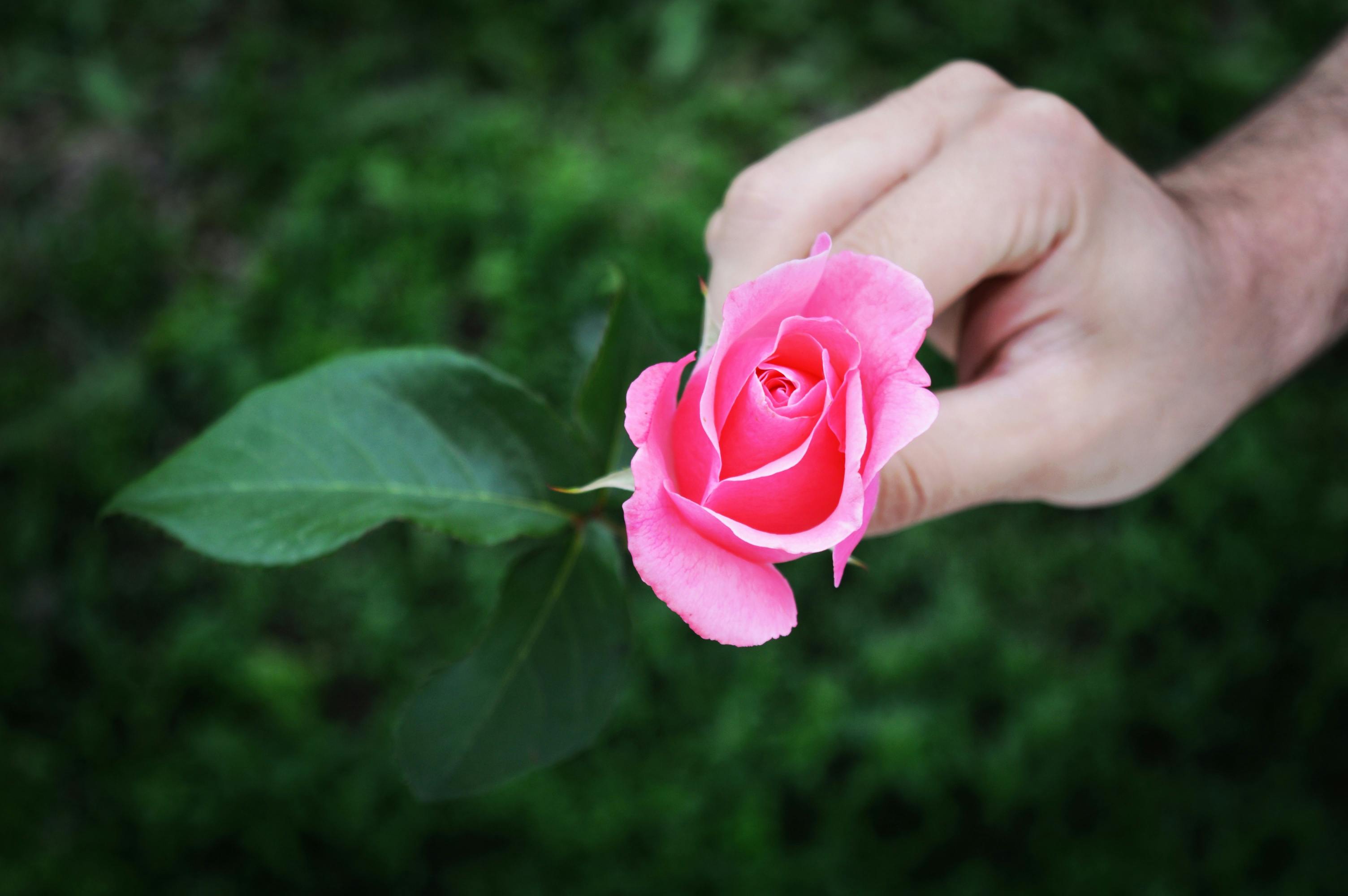 Person Holding an Orange Rose · Free Stock Photo