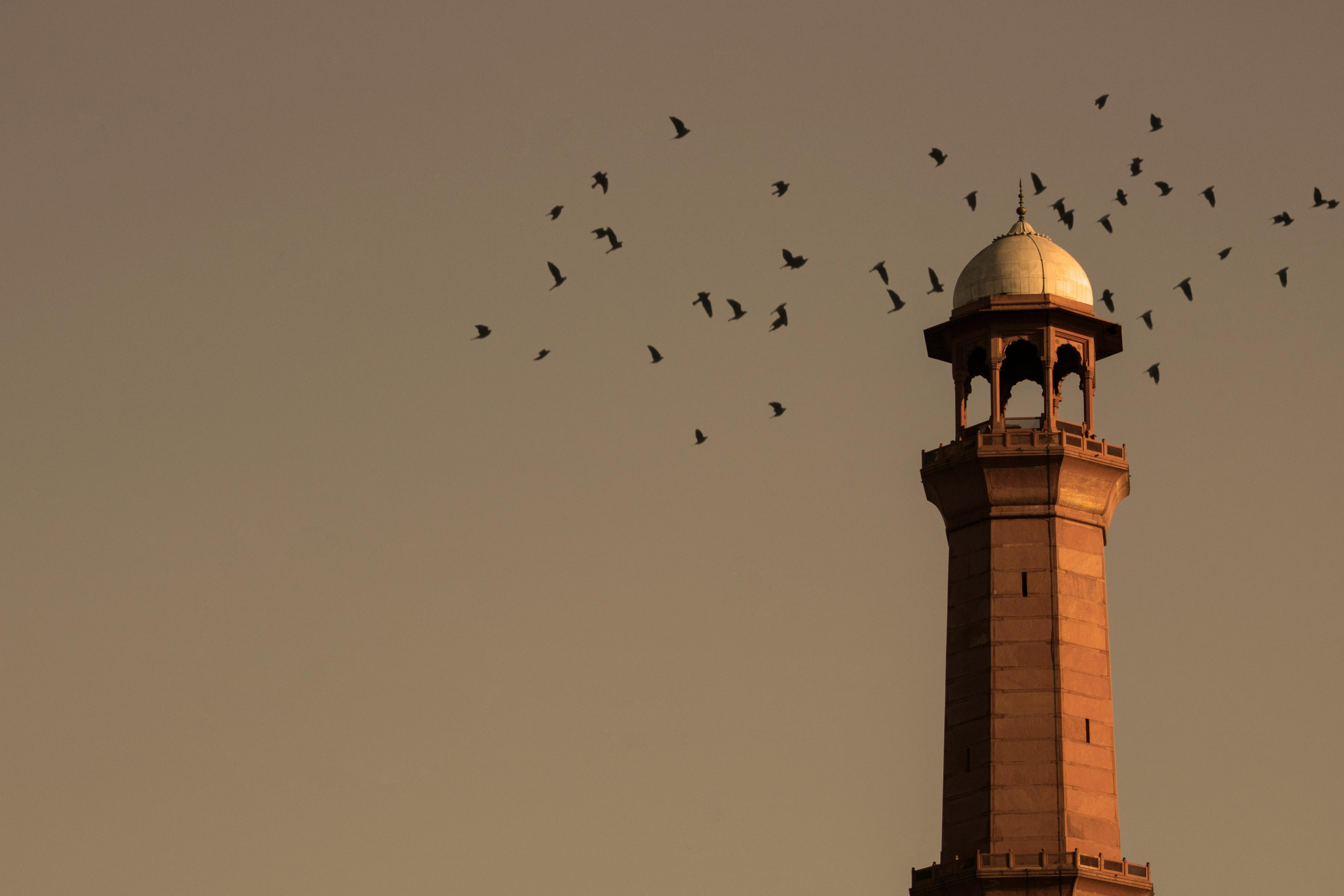 Flying Birds Over a Bell Tower · Free Stock Photo