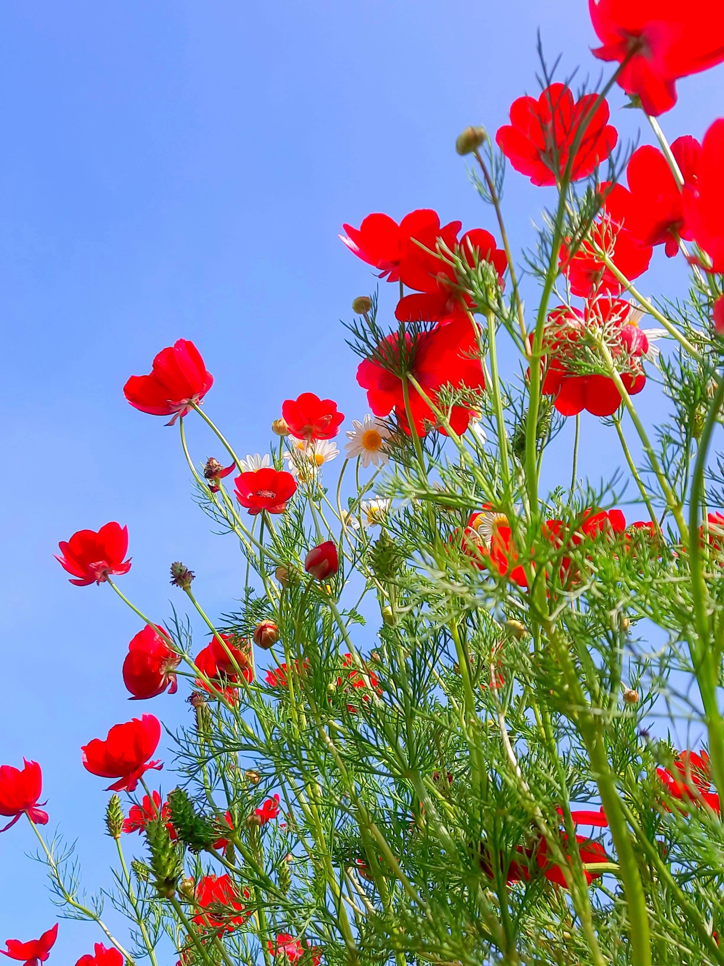 Red Poopy Flowers in Bloom · Free Stock Photo