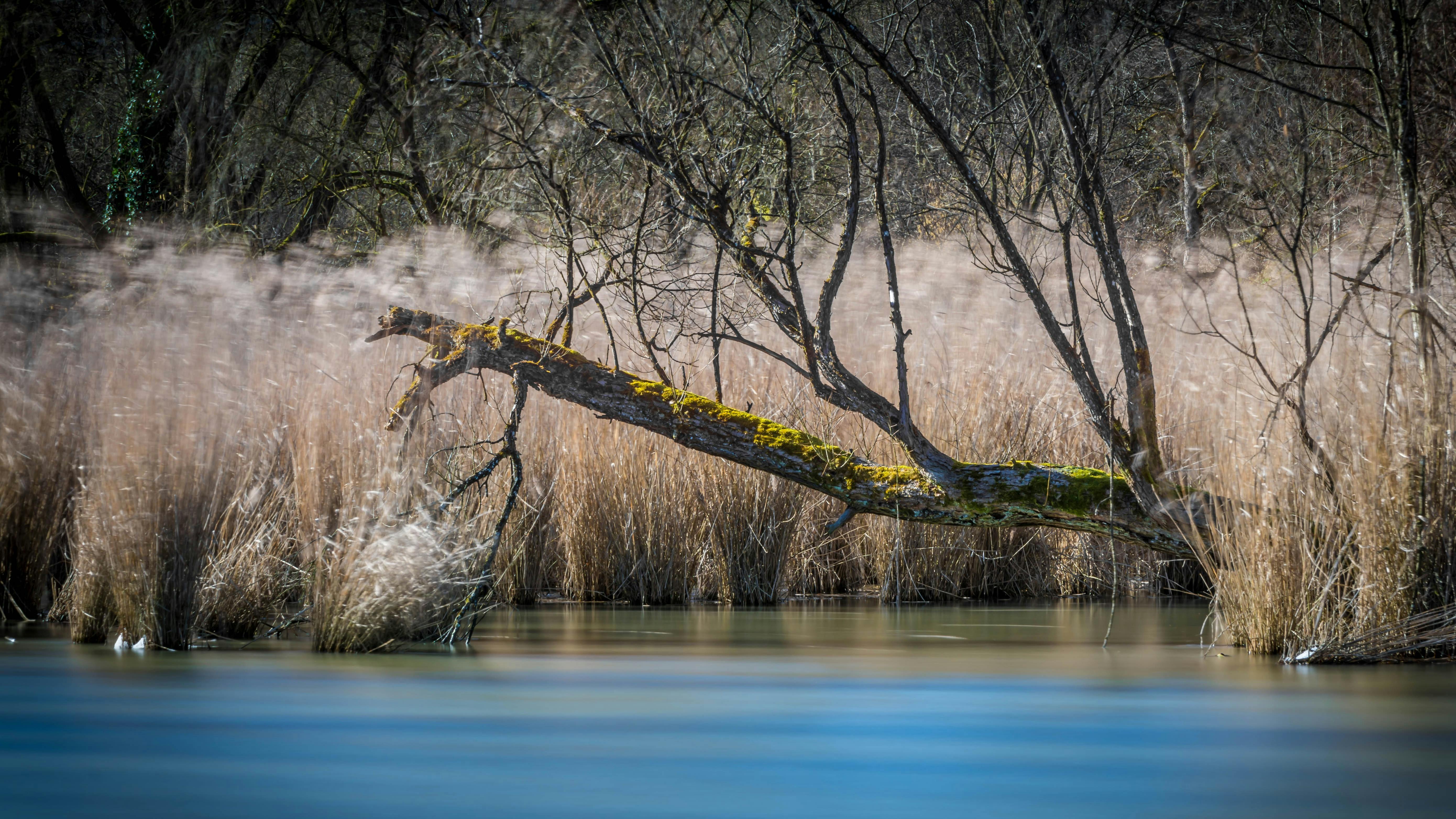 Dead Tree By The River · Free Stock Photo