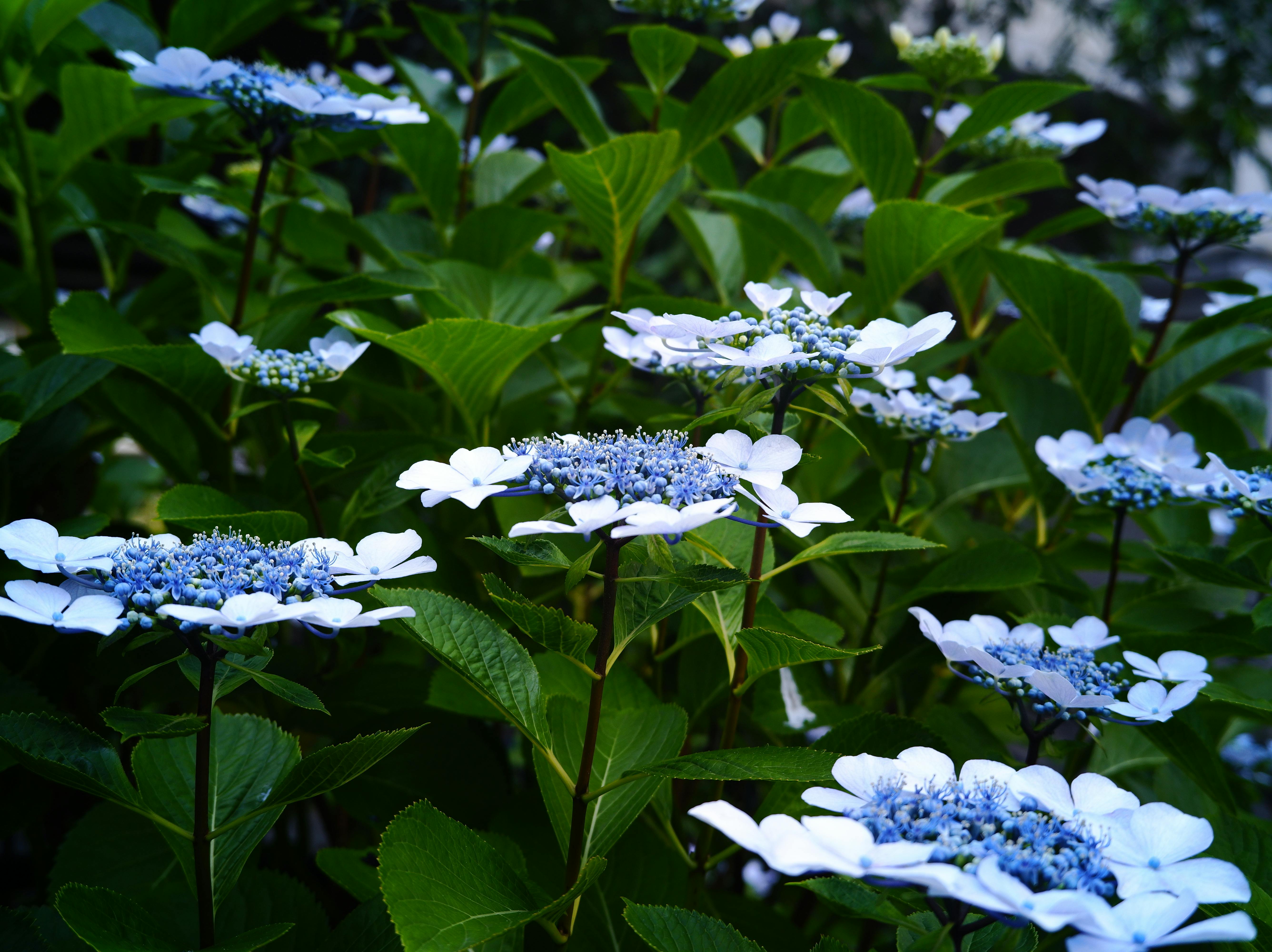 Beautiful Blue and White Flowers in the Garden · Free Stock Photo