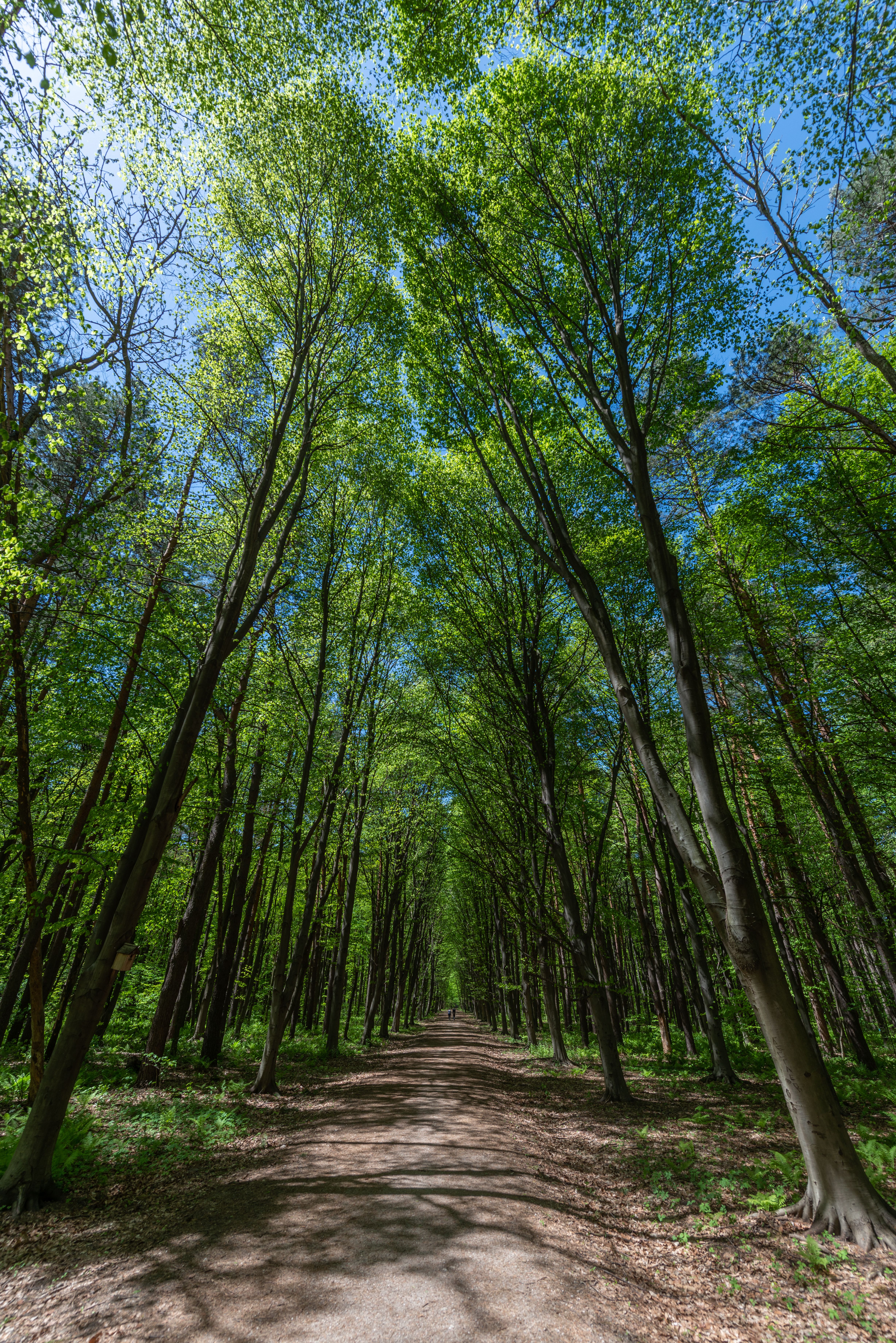 Long Pathway Between Tall Trees · Free Stock Photo